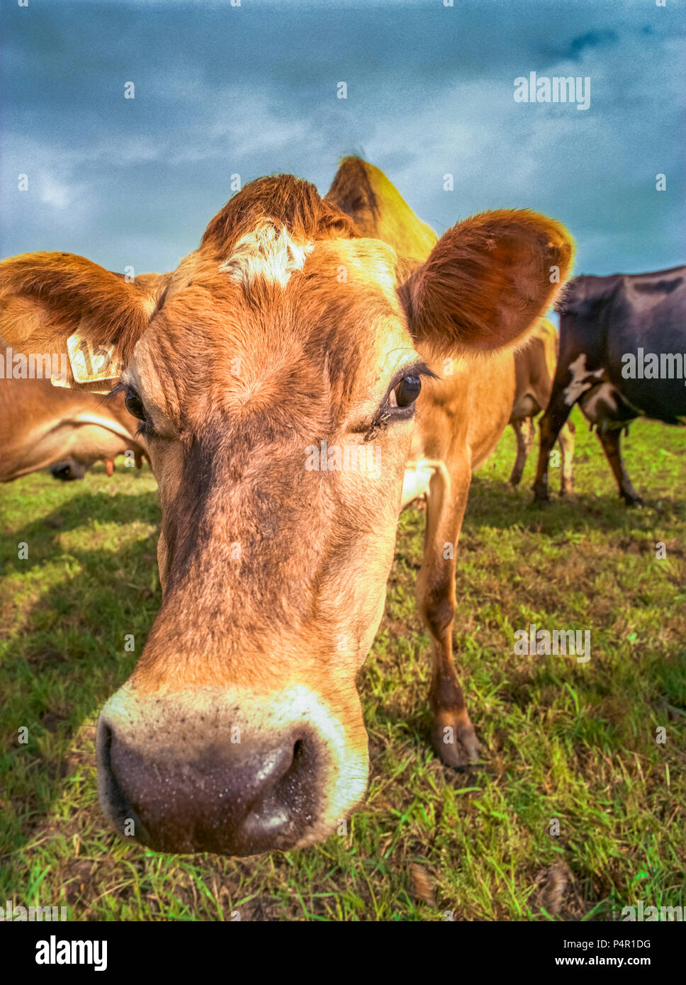 Cattle Class High Resolution Stock Photography and Images - Alamy