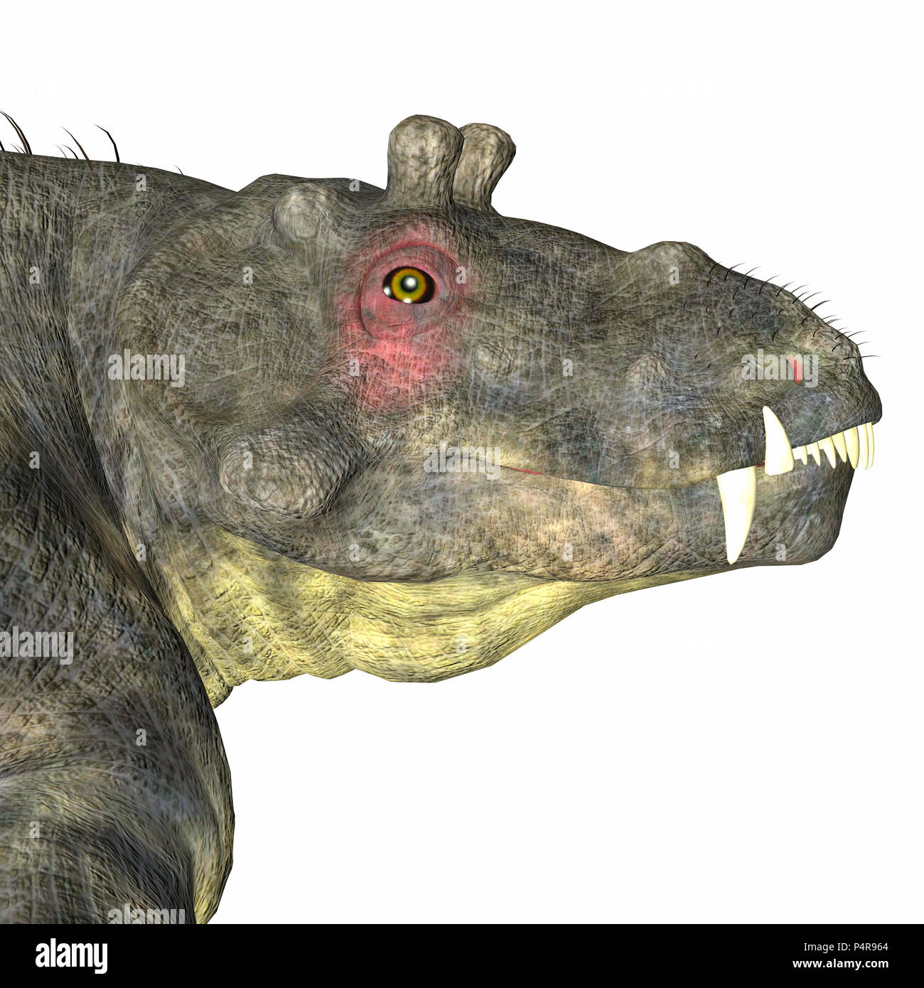 Estemmenosuchus uralensis was an omnivorous therapsid dinosaur that ...