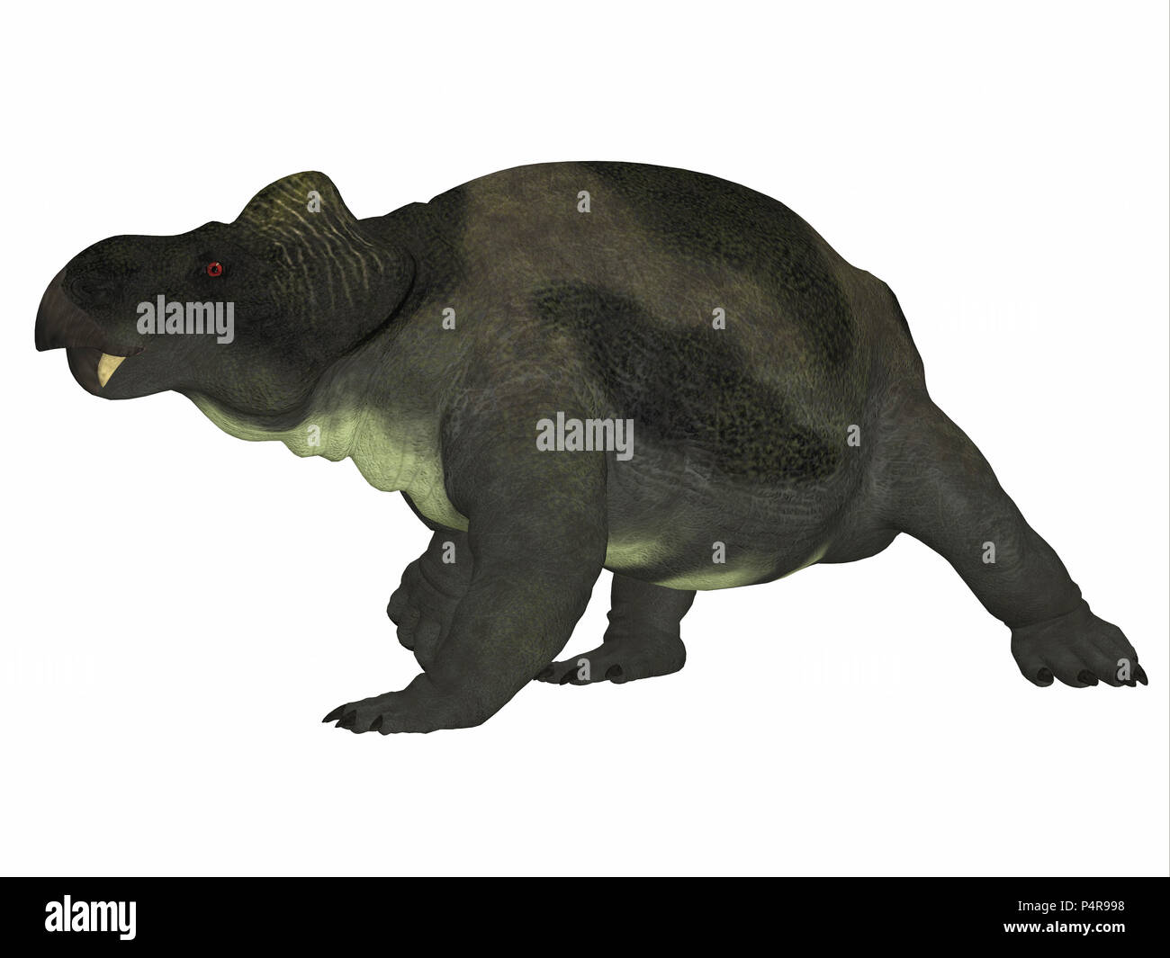 Dicynodont hi-res stock photography and images - Alamy