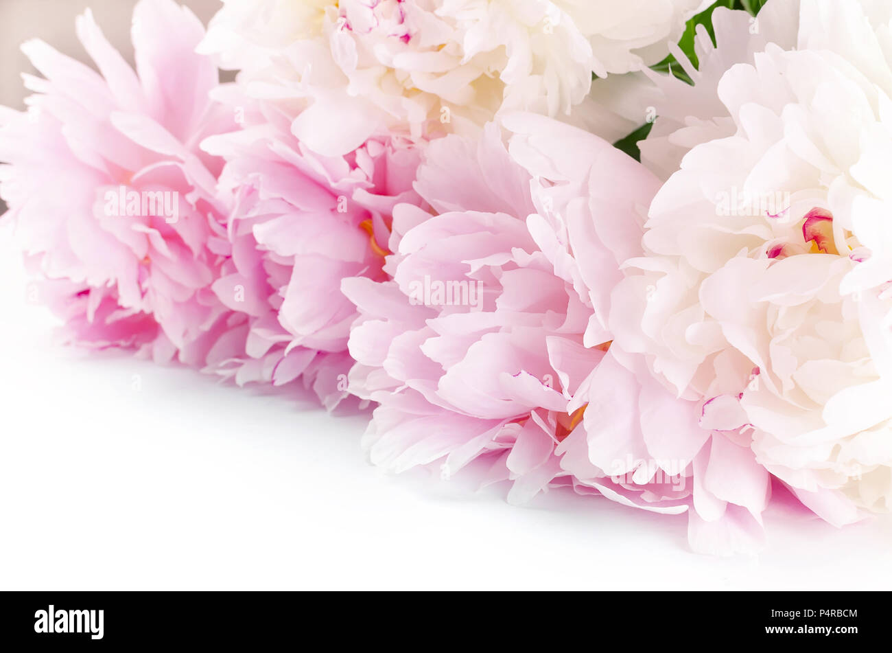Stunning light pink and white peonies on white background. Overhead ...