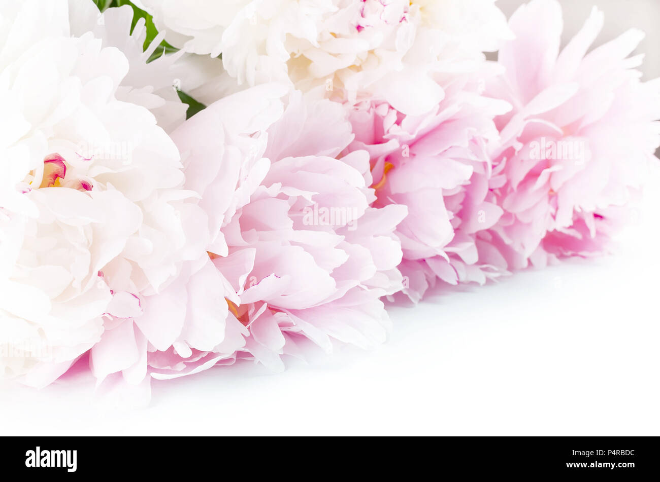 Stunning light pink and white peonies on white background. Overhead ...