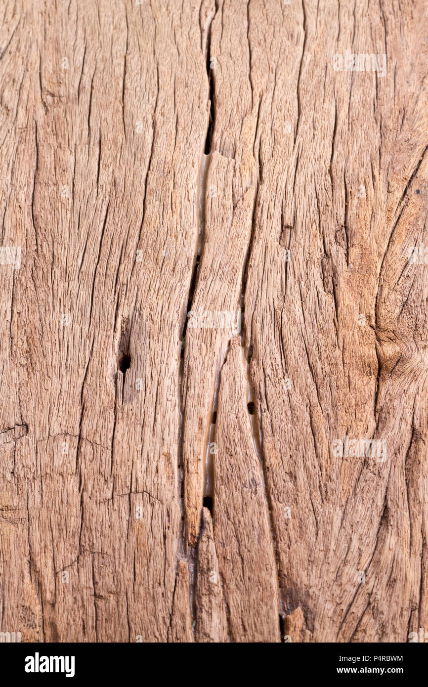 old wood texture, close up Stock Photo - Alamy