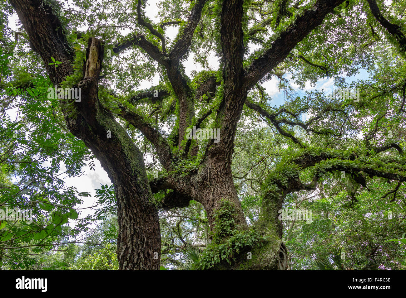 Intertwined trees in forest hi-res stock photography and images - Alamy