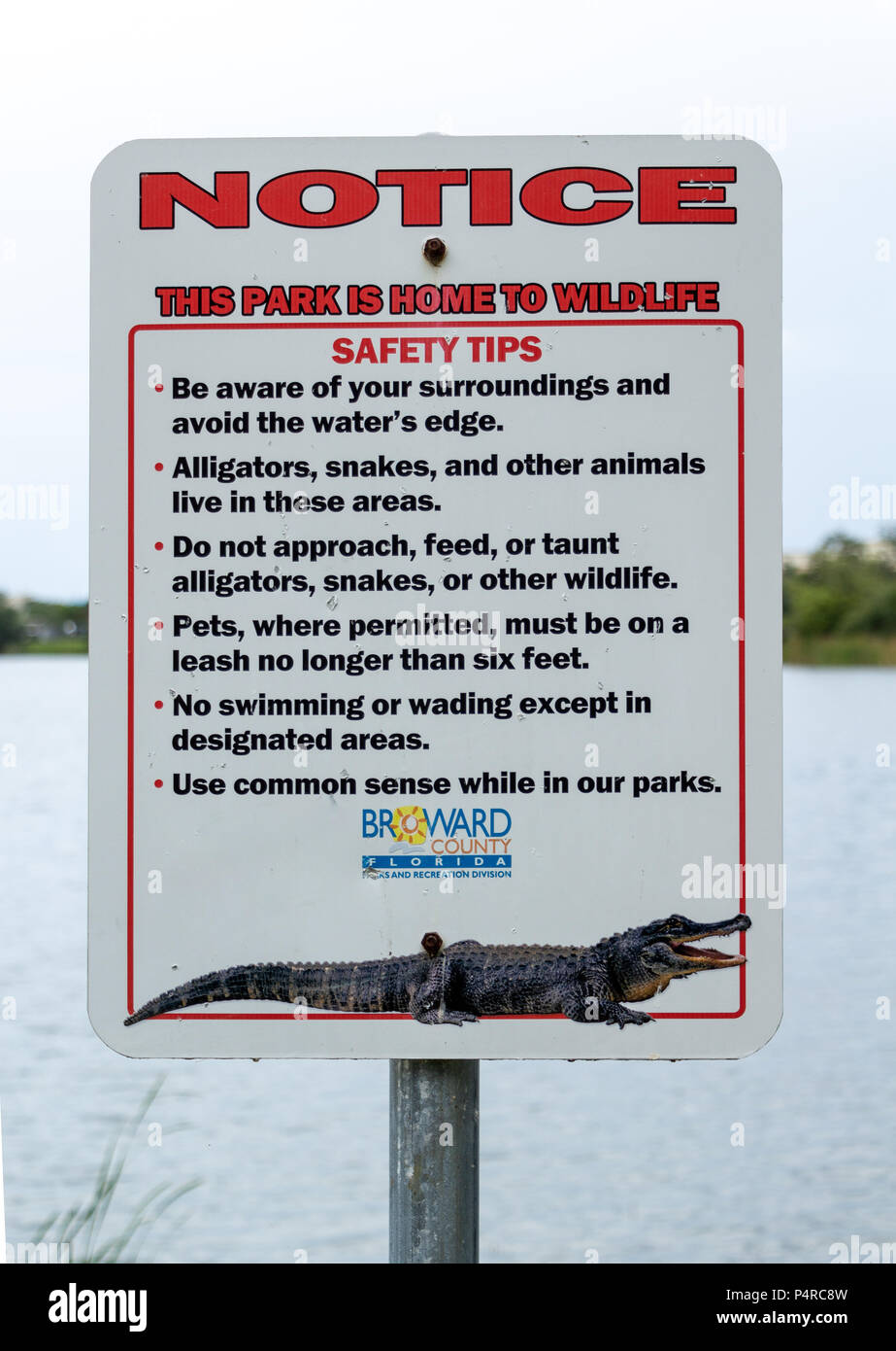 Alligator wildlife notice, warning sign near park lake water ...