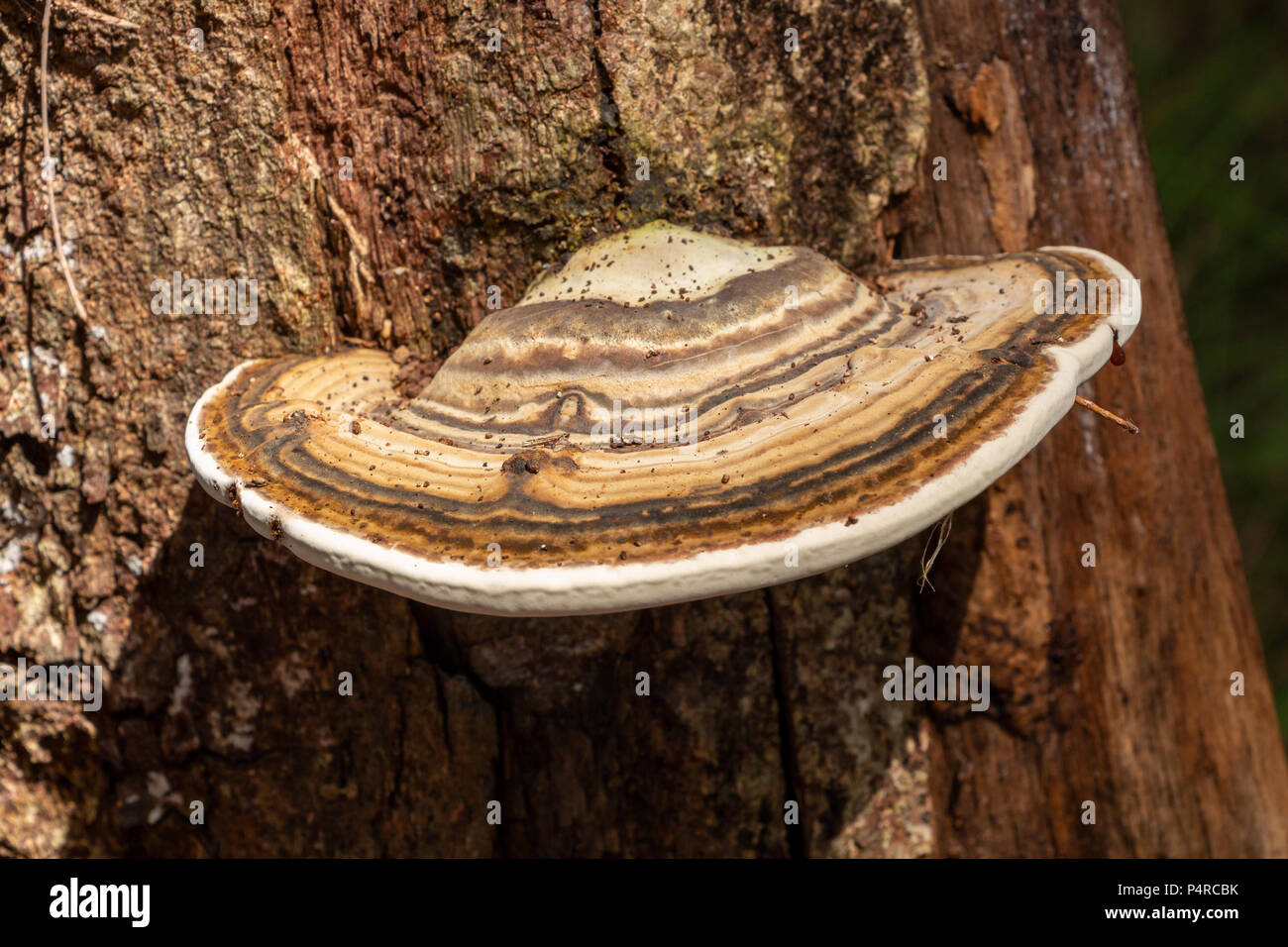 Ganoderma fungus growing from side of tree trunk - Wolf Lake Park ...