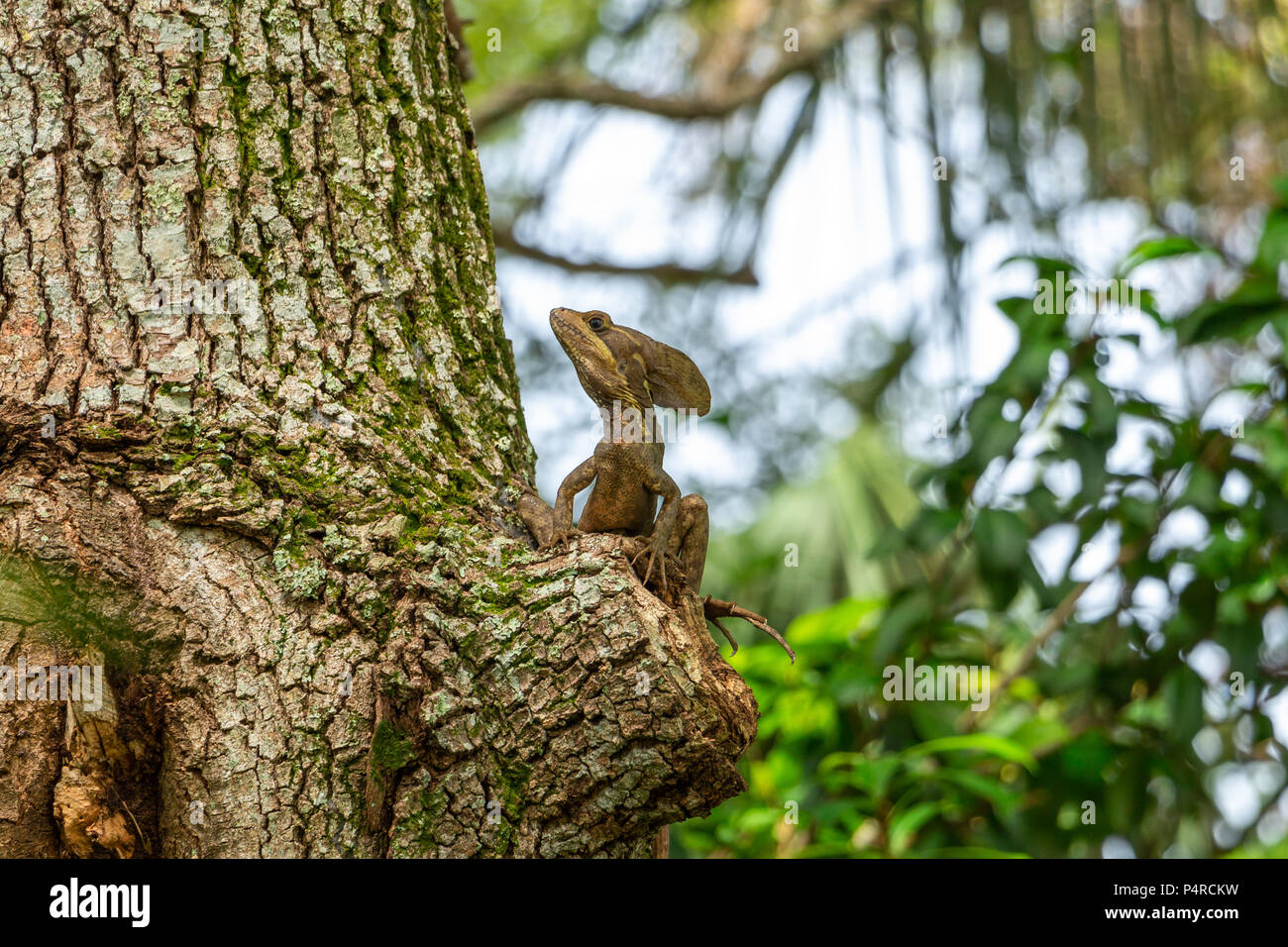 Brown basilisk (Basiliscus vittatus) lizard, male, sitting on southern ...