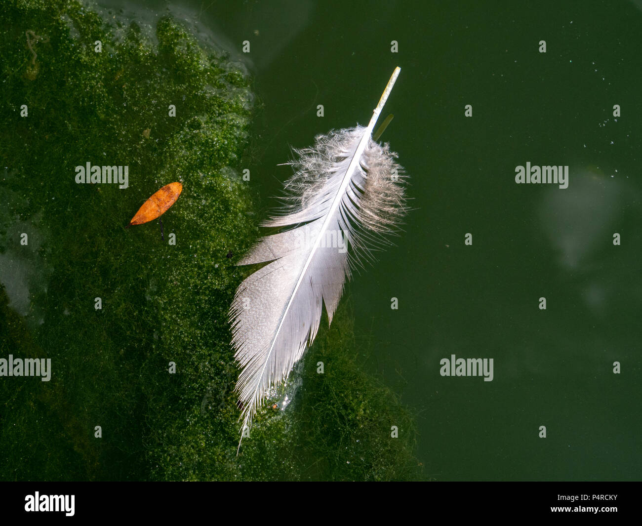 A white feather floats on an algae-filled pond in New Orleans ...
