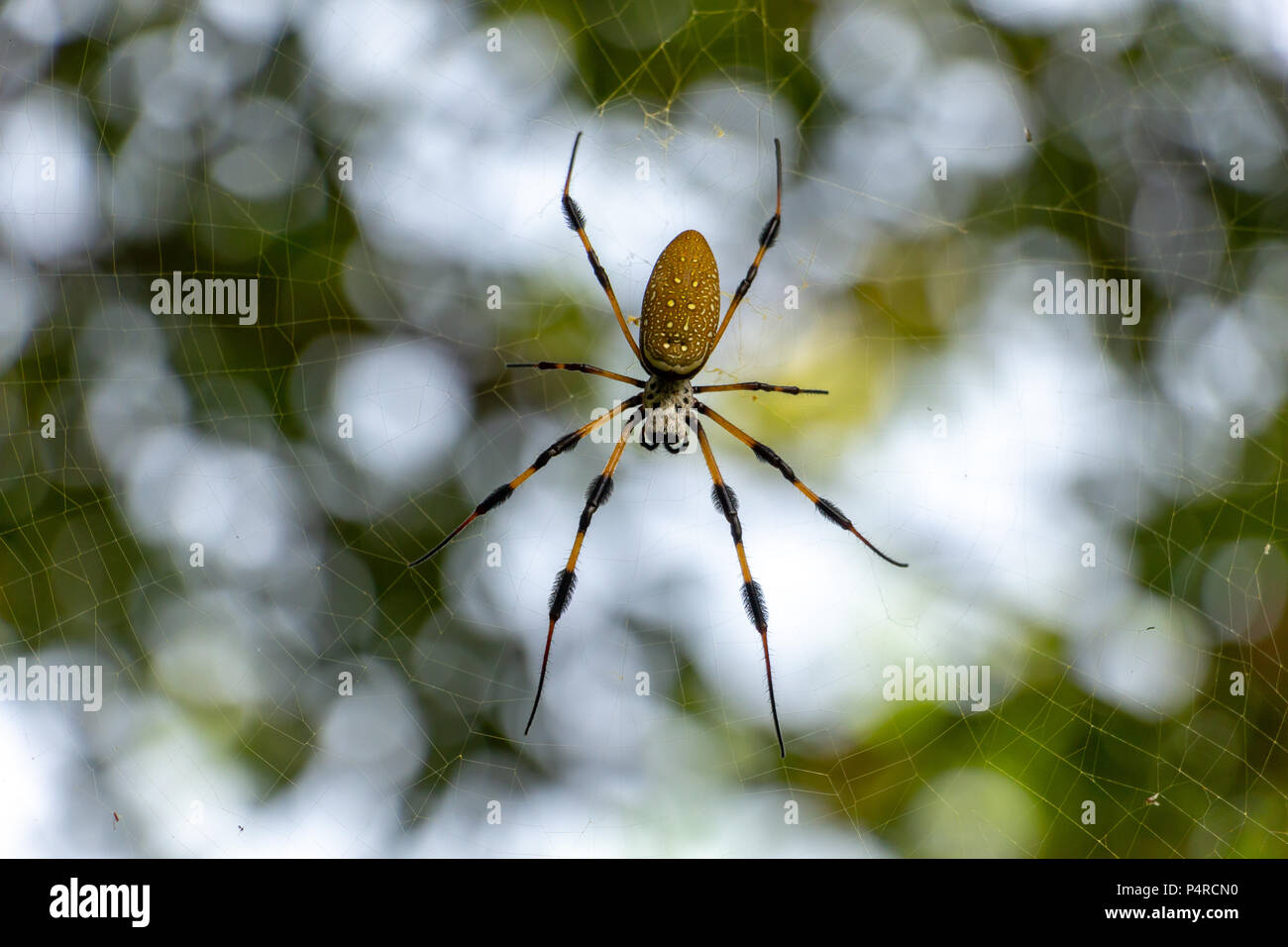 Tropical golden orb spider hi-res stock photography and images - Alamy