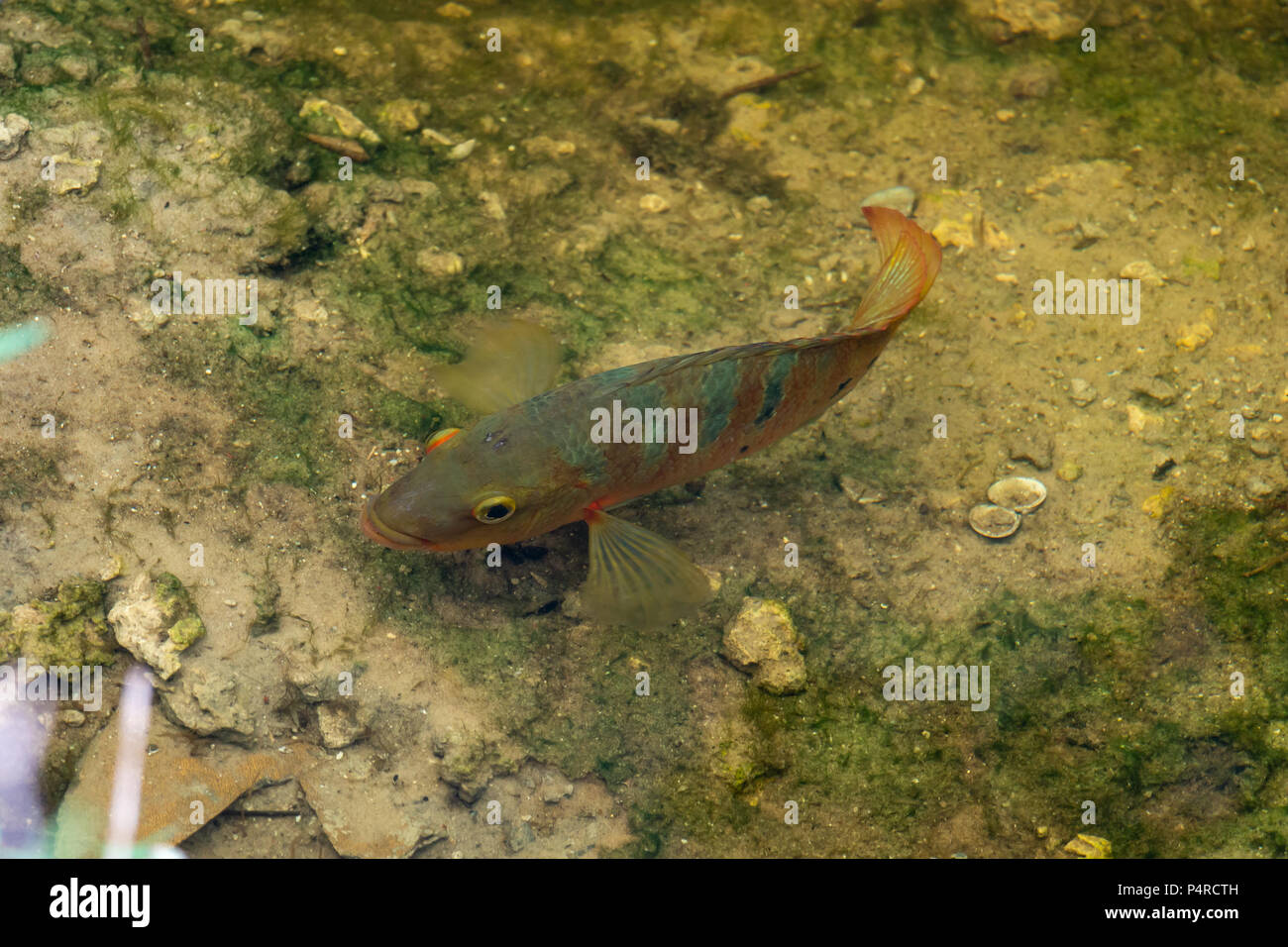 Mayan cichlid (Mayaheros urophthalmus) fish in canal - Long Key Natural ...