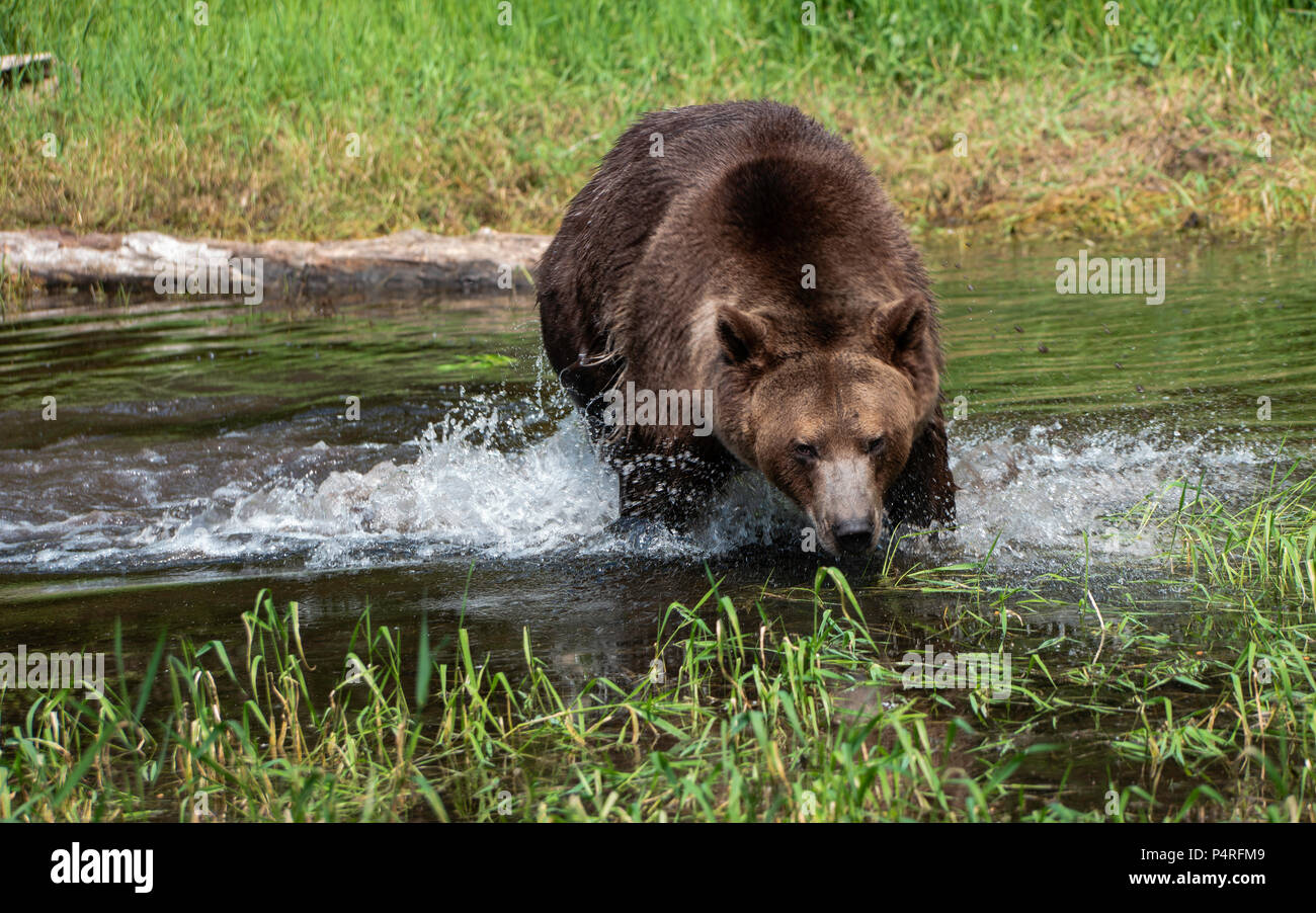 Charging Toward the Camera Stock Photo - Alamy