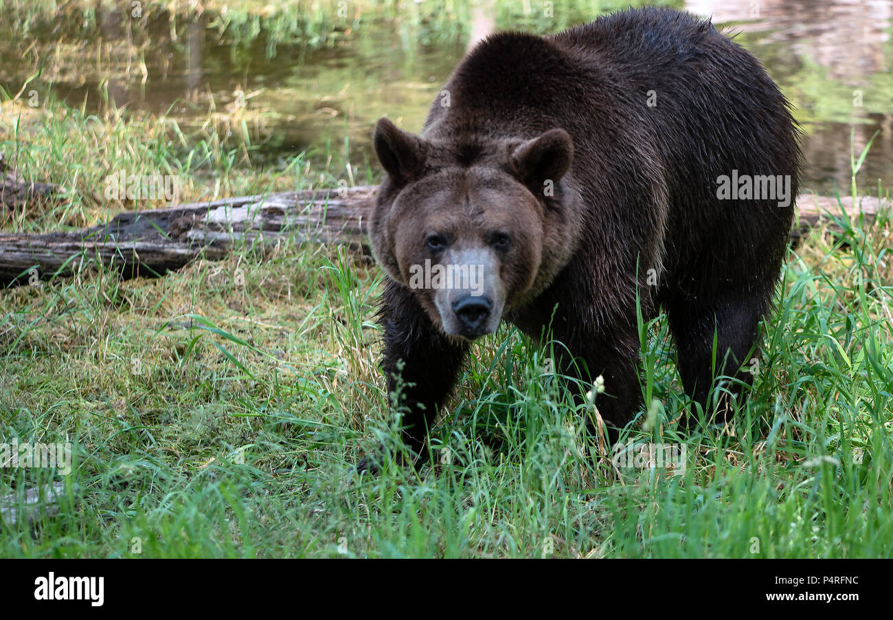 Atcha hi-res stock photography and images - Alamy