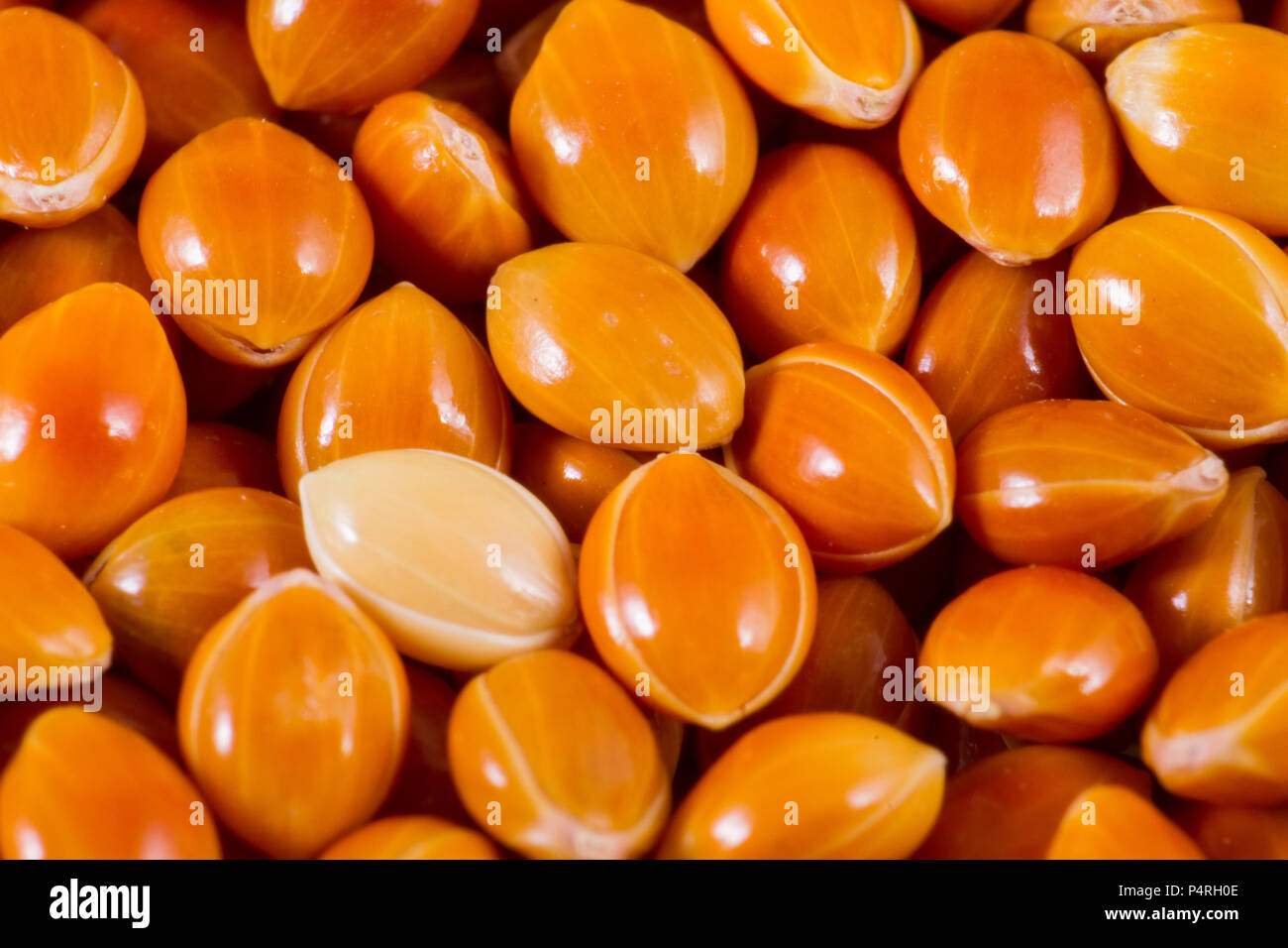 red millet grains seen up close, super food Stock Photo - Alamy