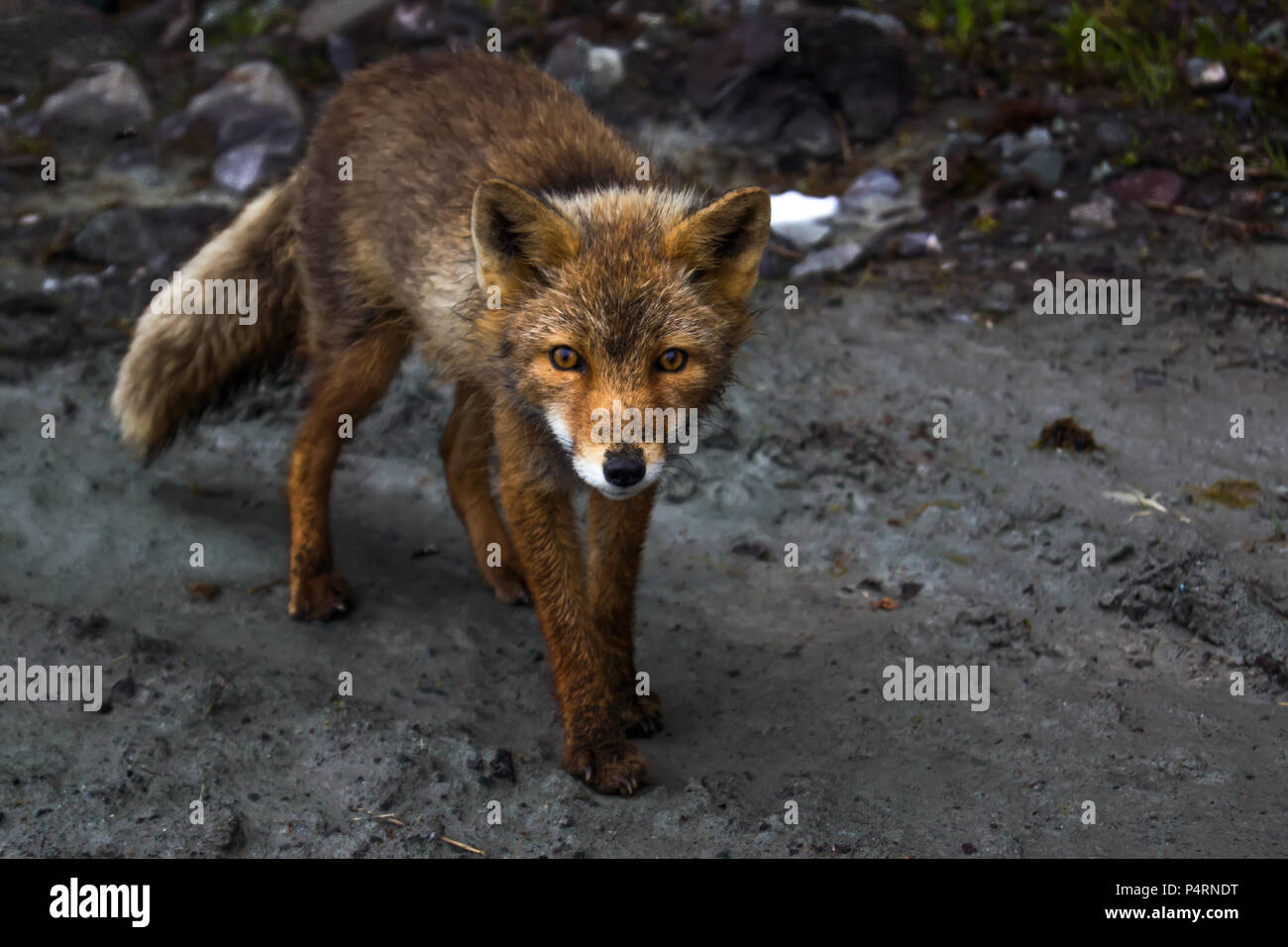 Red Fox on the Prowl Stock Photo - Alamy