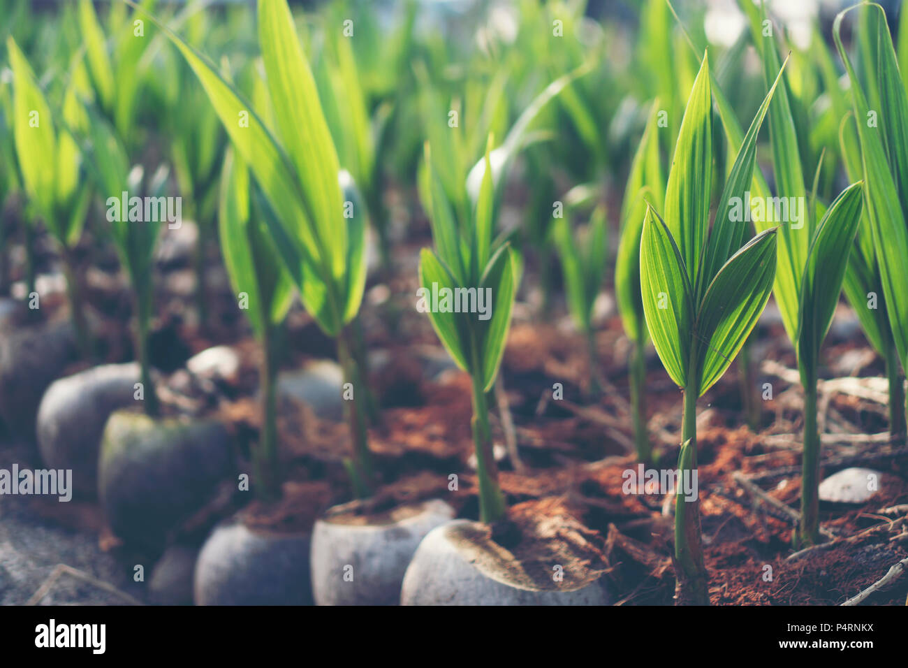 Sea Coconut Seed Stock Photos & Sea Coconut Seed Stock Images - Alamy