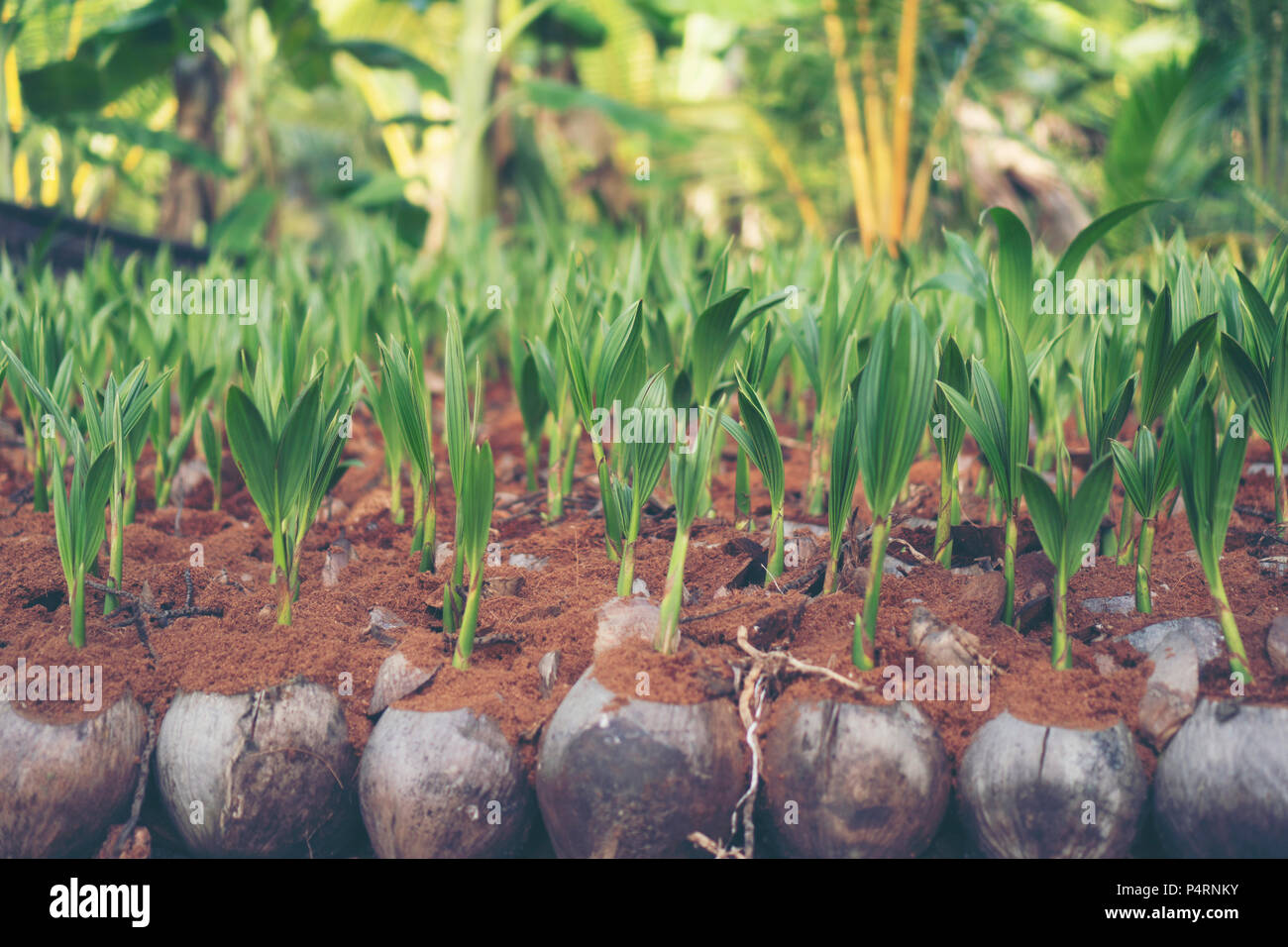 Sprout of coconut tree, Young coconut seed germination green leave ...