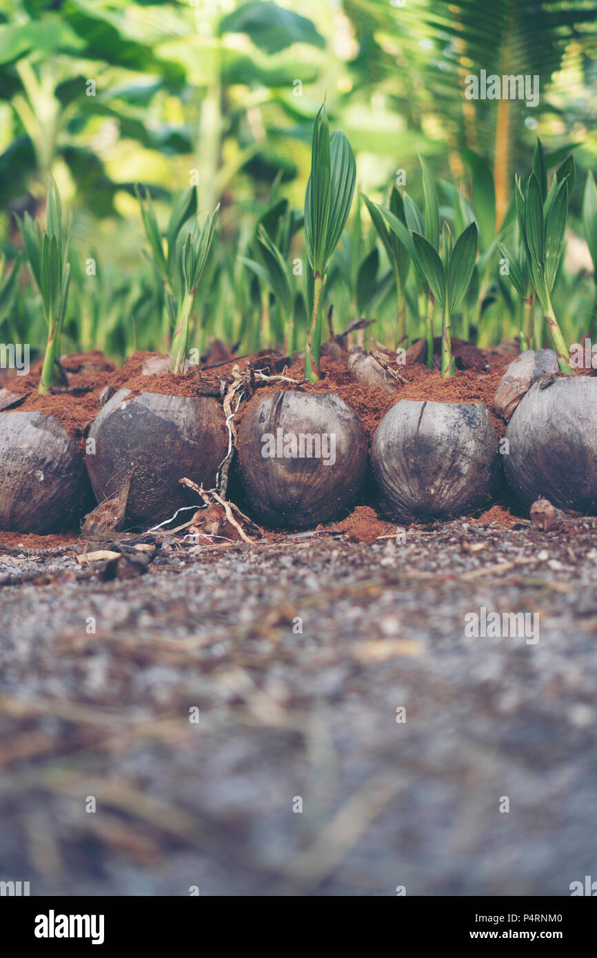 Sprout of coconut tree, Young coconut seed germination green leave ...