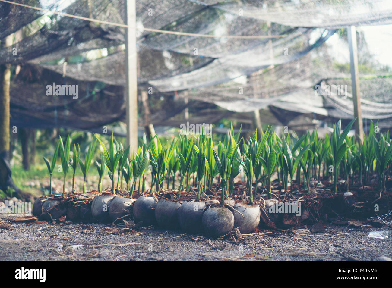 Sprout of coconut tree, Young coconut seed germination green leave ...