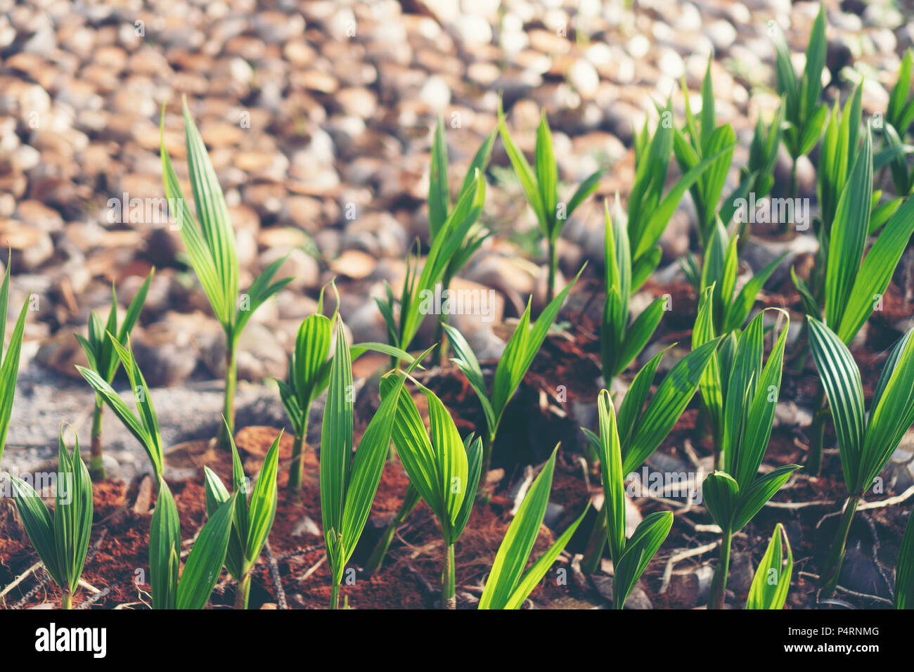 Sprout of coconut tree, Young coconut seed germination green leave ...