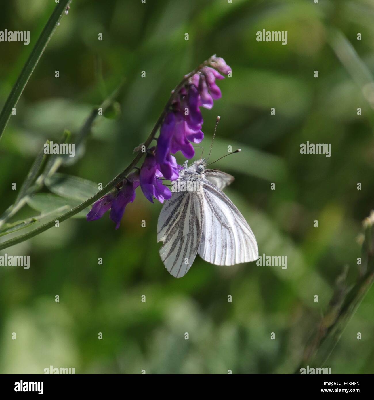 Pure white butterfly hi-res stock photography and images - Alamy