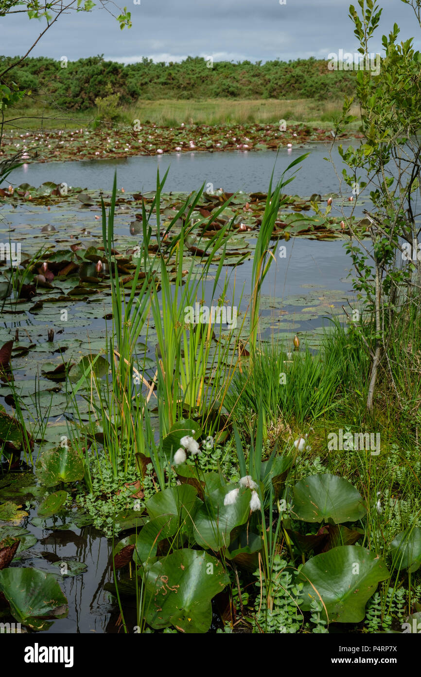 Hatchet Small Pond near Beaulieu in the New Forest Hampshire England UK ...