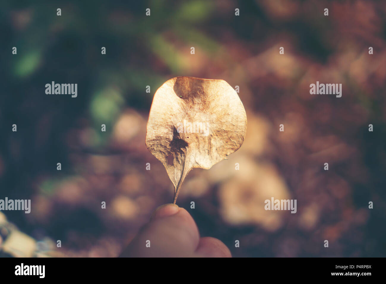 plants seed in tropical forest Stock Photo - Alamy