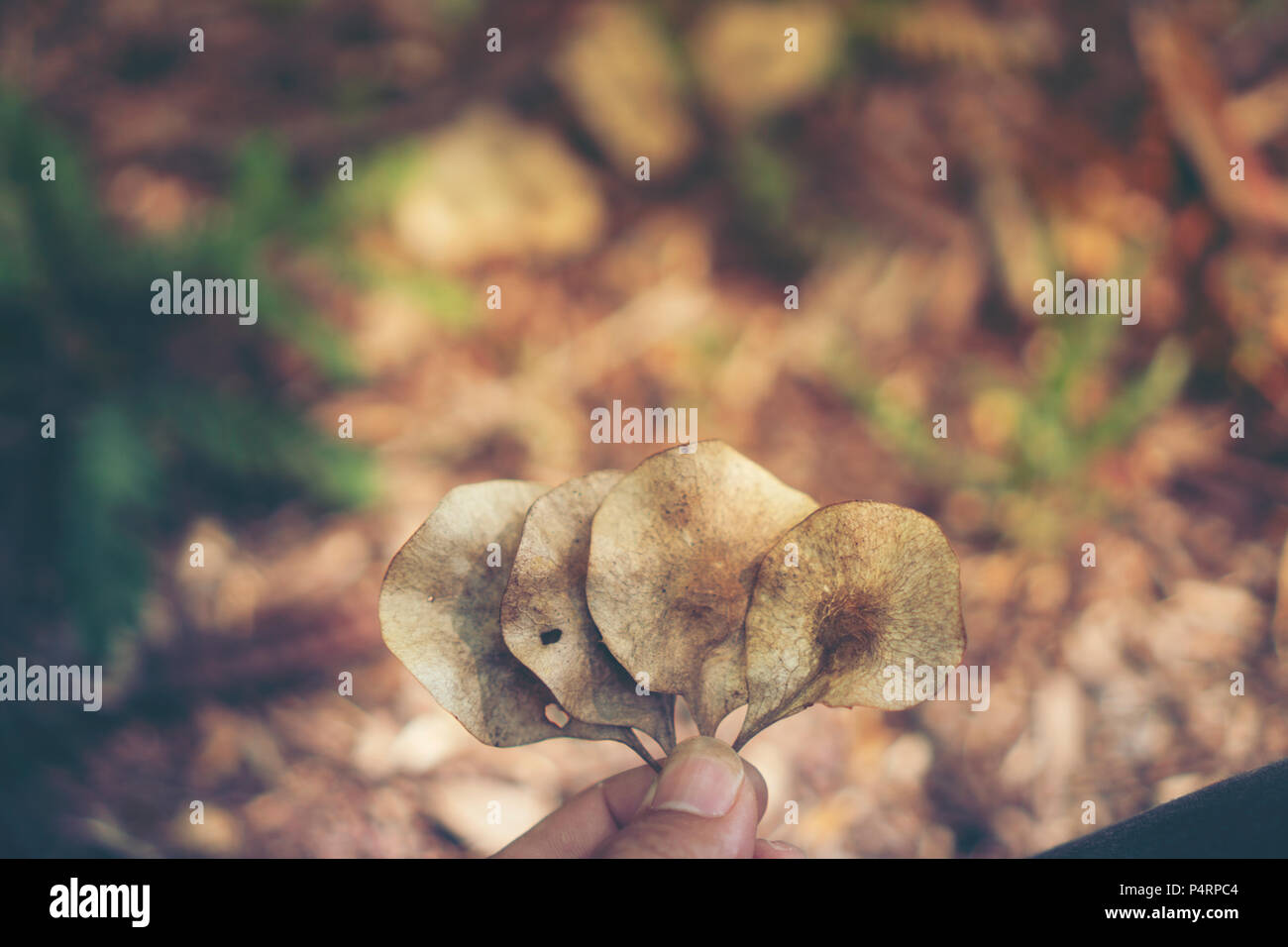 plants seed in tropical forest Stock Photo - Alamy