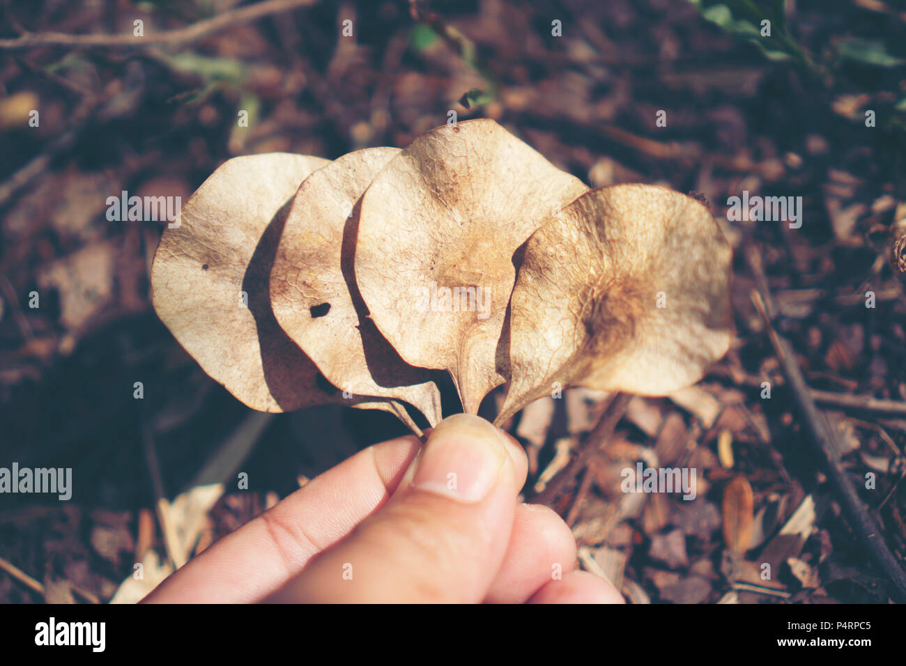 Detail in plant morphology hi-res stock photography and images - Alamy