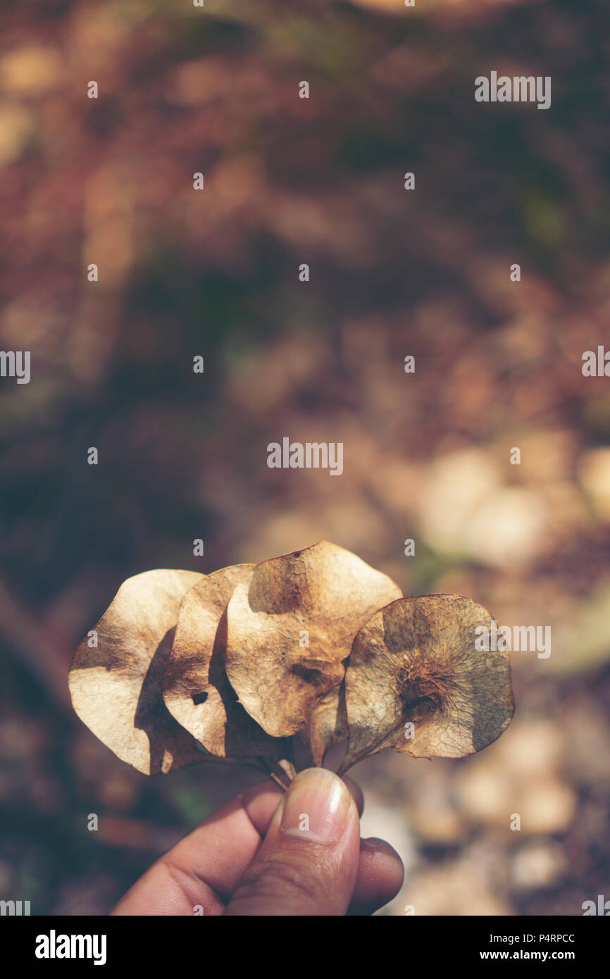 plants seed in tropical forest Stock Photo - Alamy