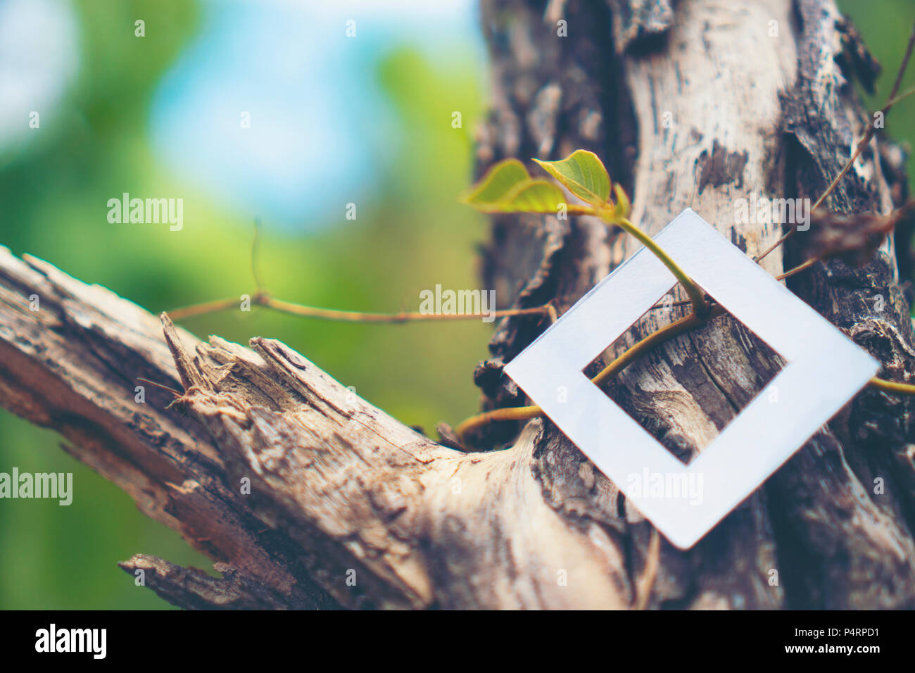 nature connecting concept Stock Photo - Alamy