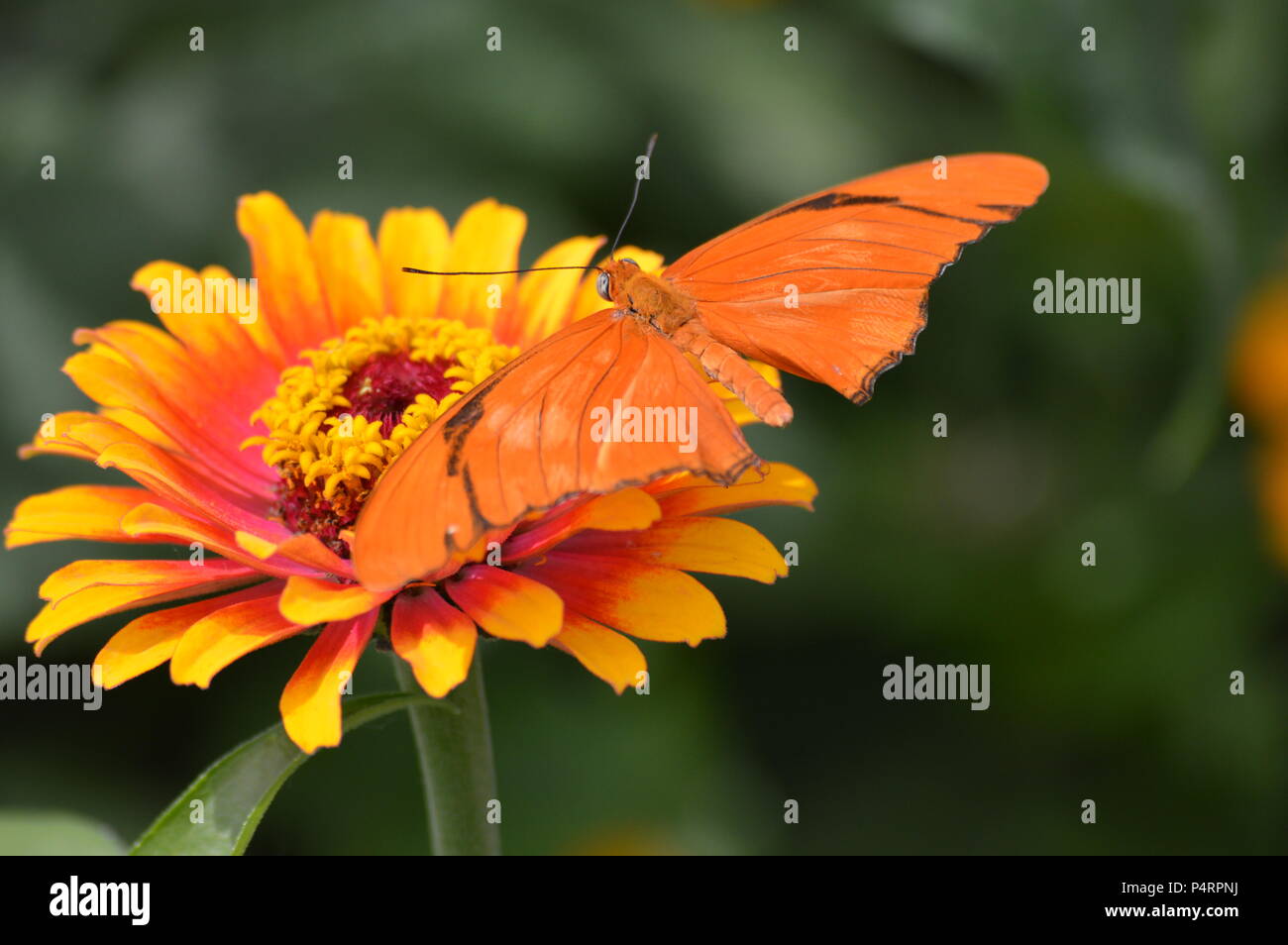 Butterfly in the garden hi-res stock photography and images - Alamy