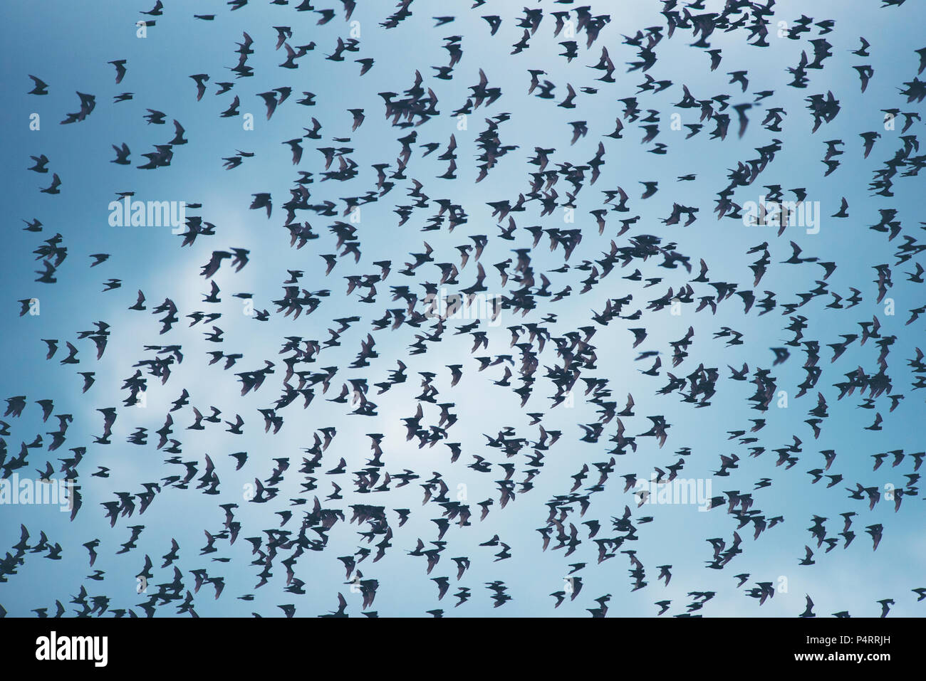 Bats flying out of cave hi-res stock photography and images - Alamy