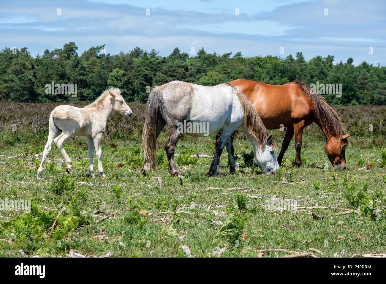 New Forest Ponies The New Forest Hampshire England UK Stock Photo - Alamy