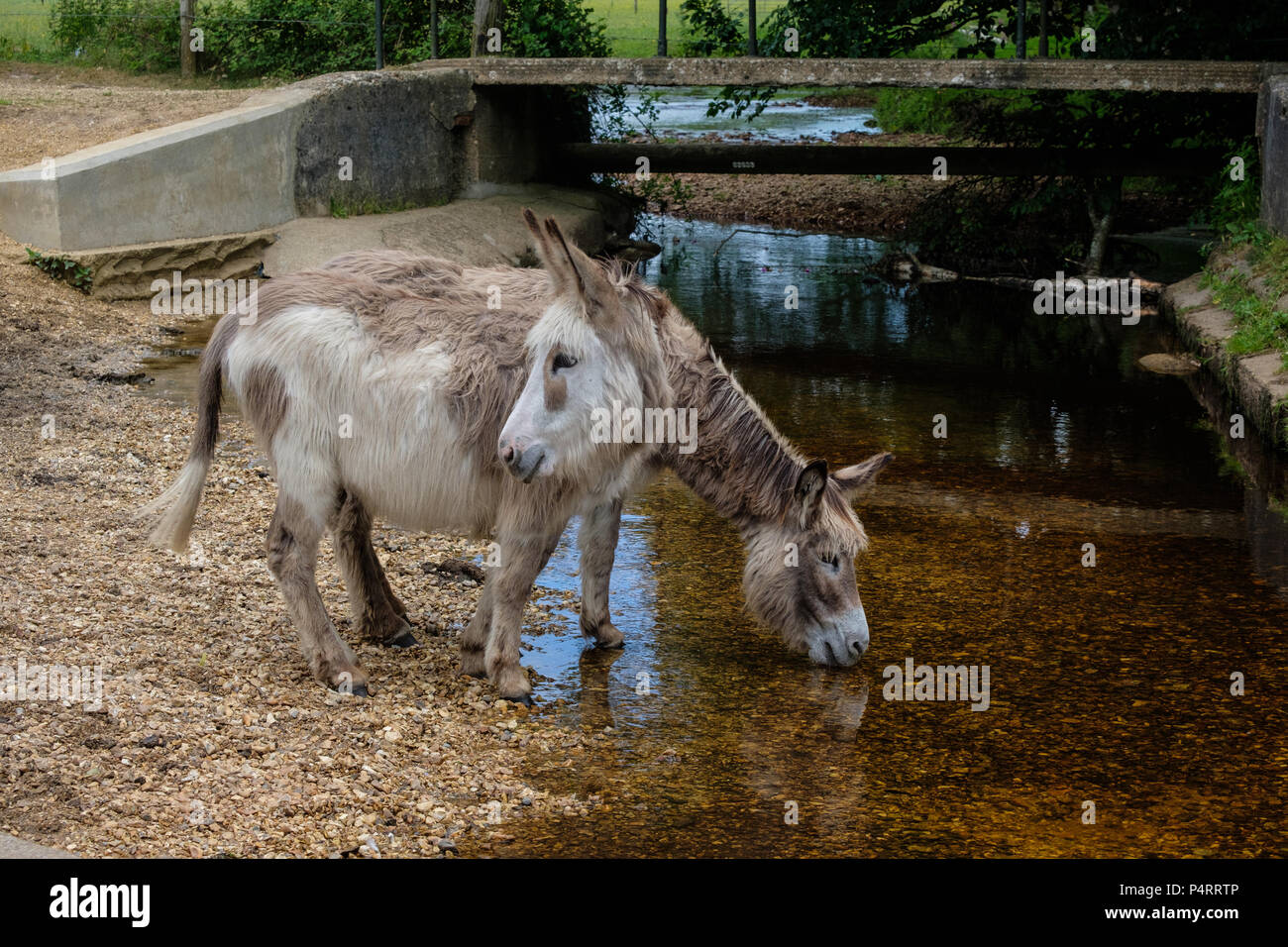 New Forest Donkeys drinking from a stream The New Forest Hampshire ...