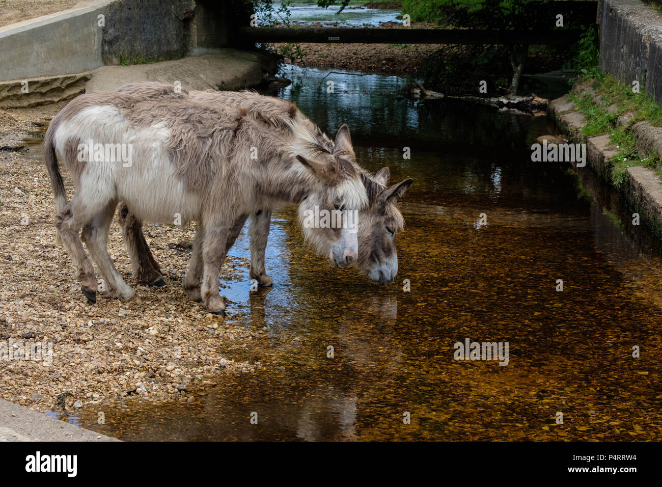 Two donkeys drinking from stream hi-res stock photography and images ...