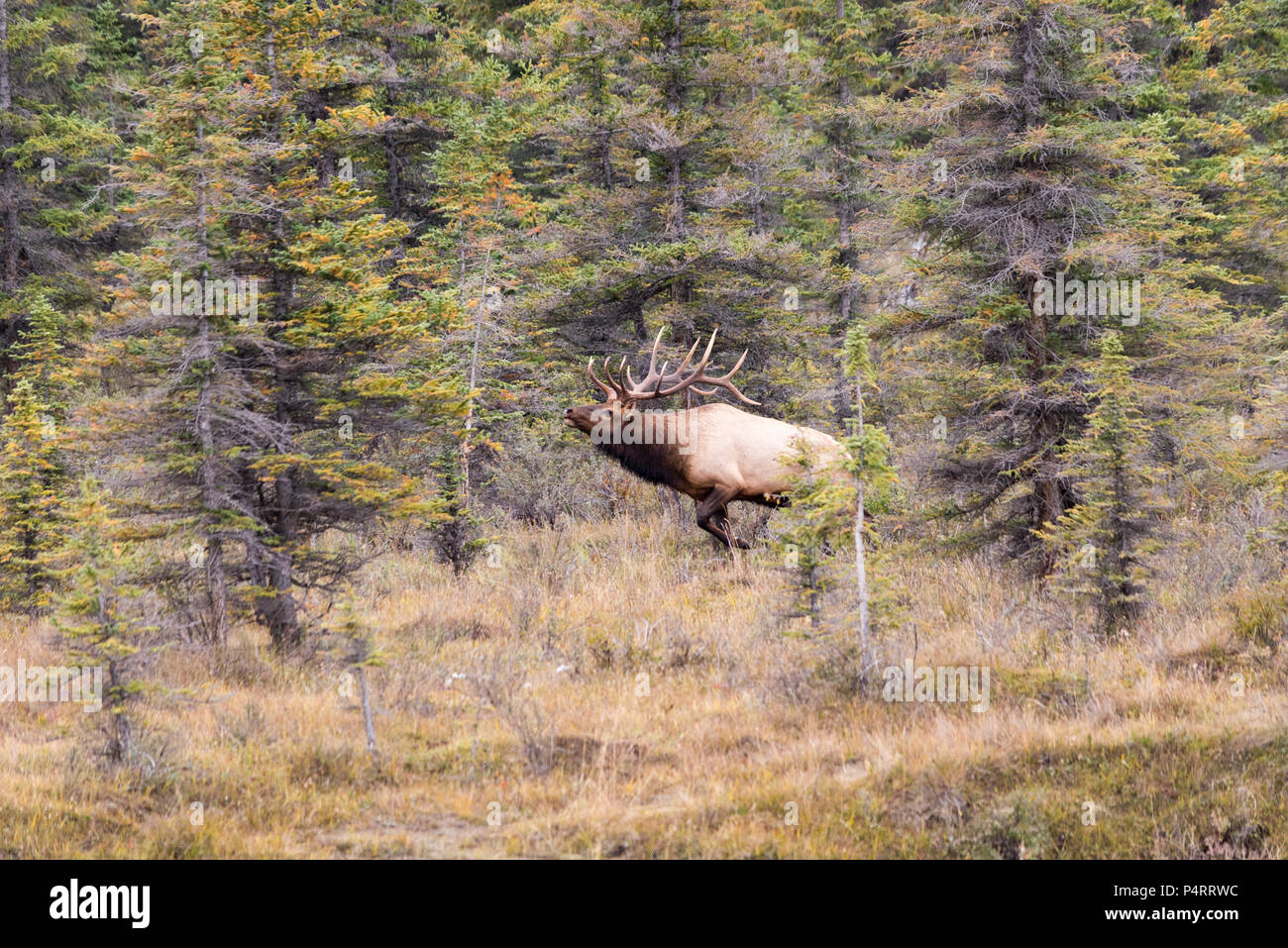 A Bull Elk Bugling to his harem in the fall foliage of his range Stock ...