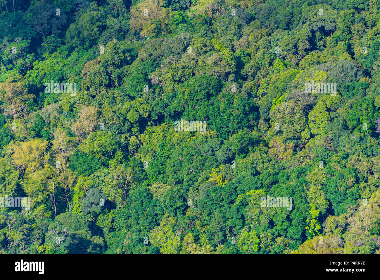 Jungle canopy, birds eye view hi-res stock photography and images - Alamy