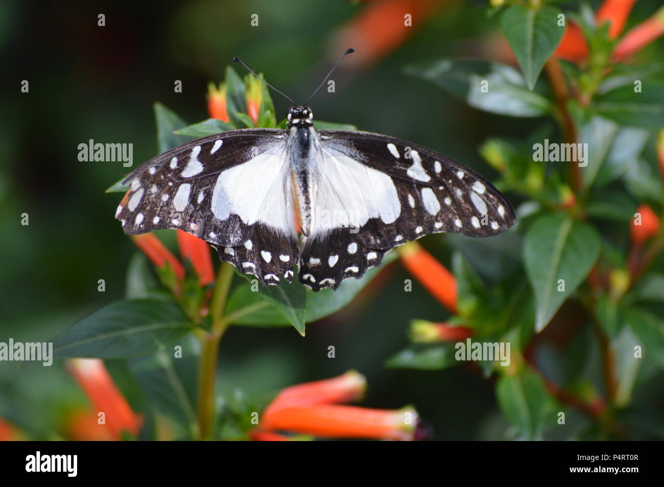 Butterfly in the garden Stock Photo - Alamy
