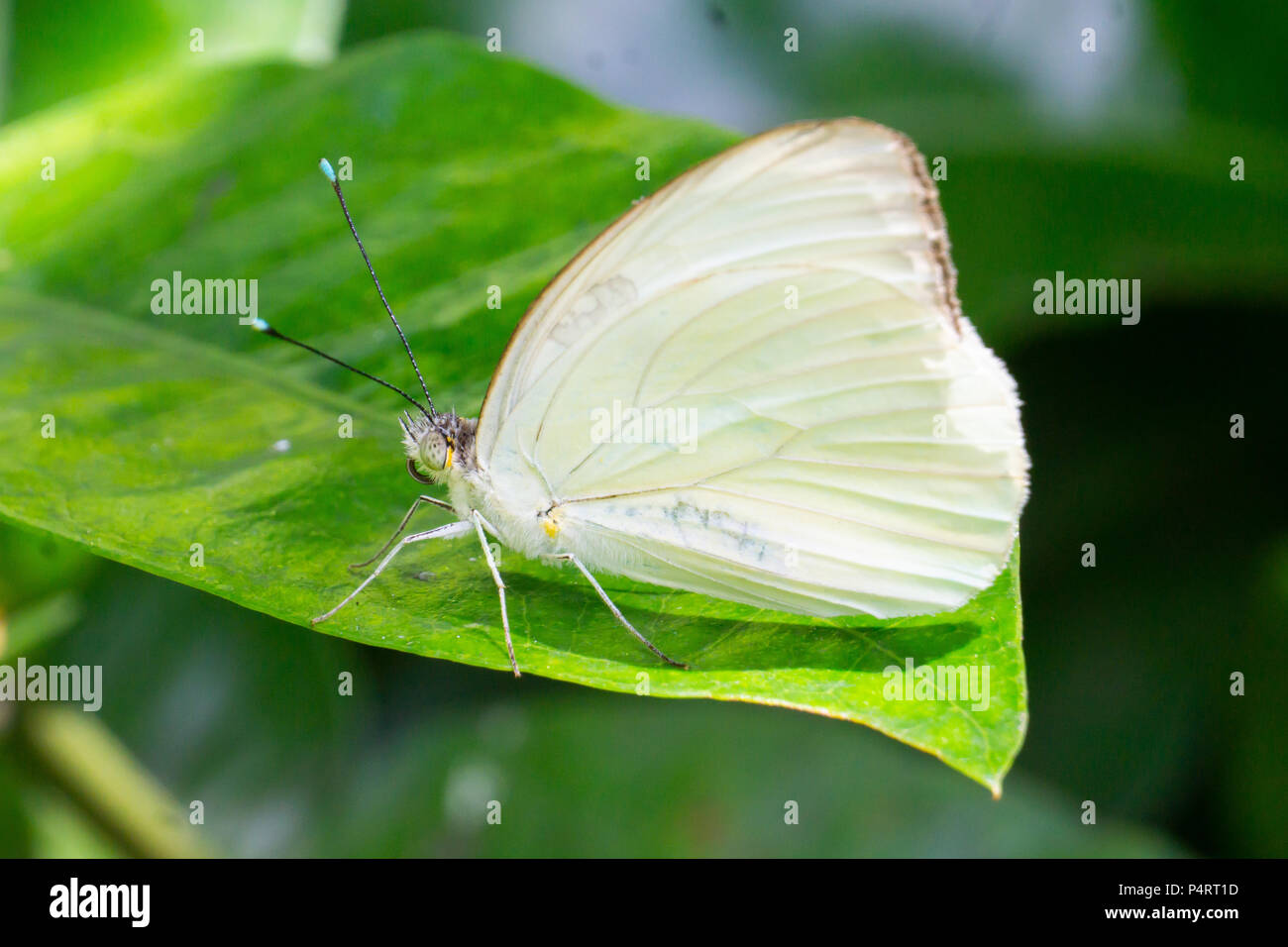 Great Southern White Butterfly (Ascia monuste) sitting on a green leaf ...