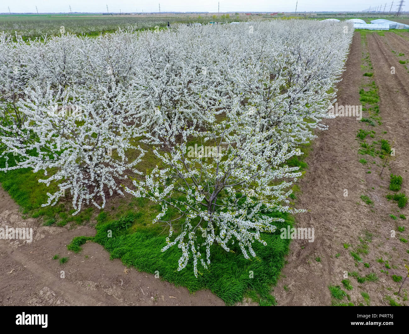 Prunus avium Flowering cherry. Cherry flowers on a tree branch Stock ...