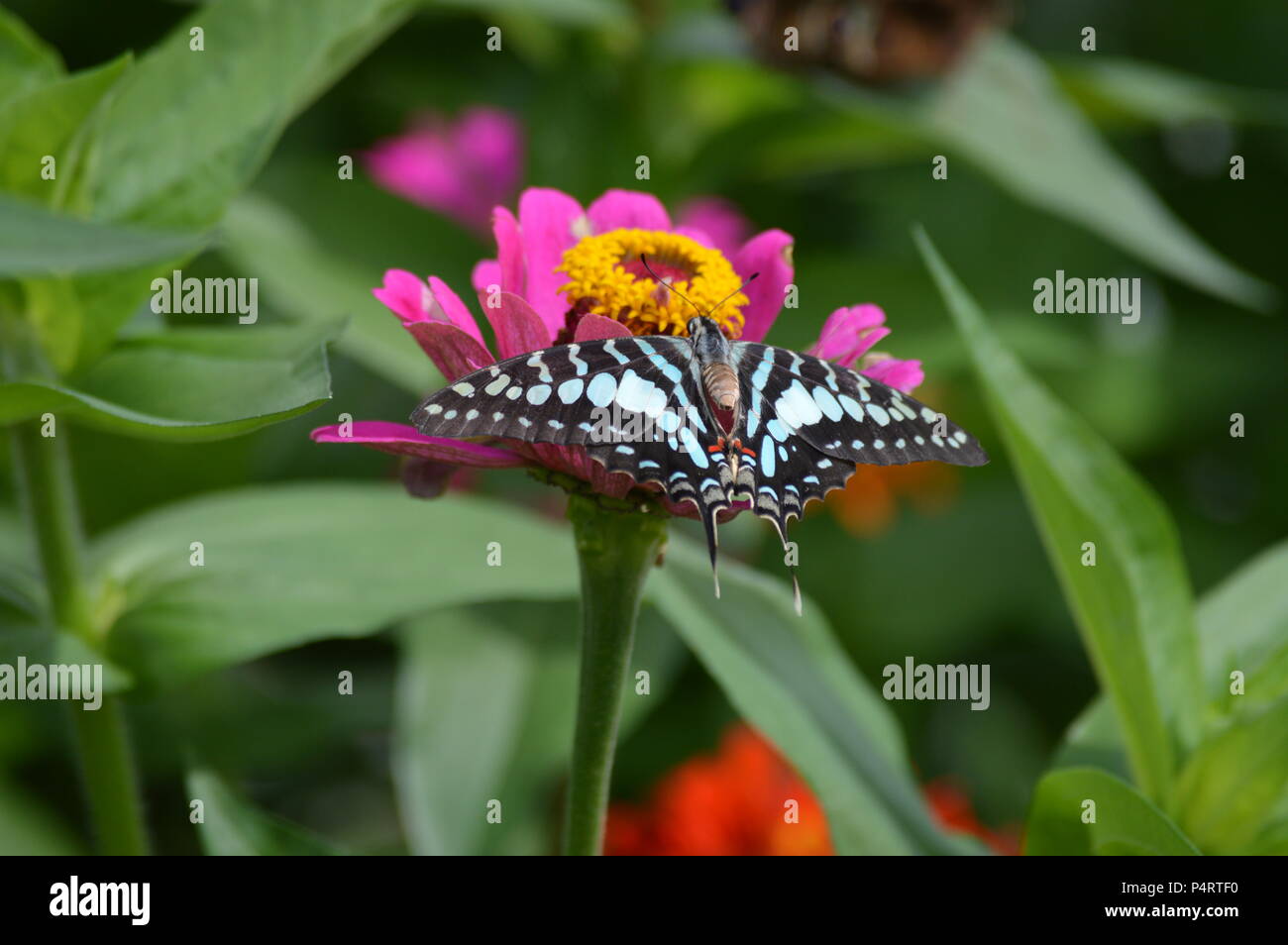 Butterfly in the garden Stock Photo - Alamy
