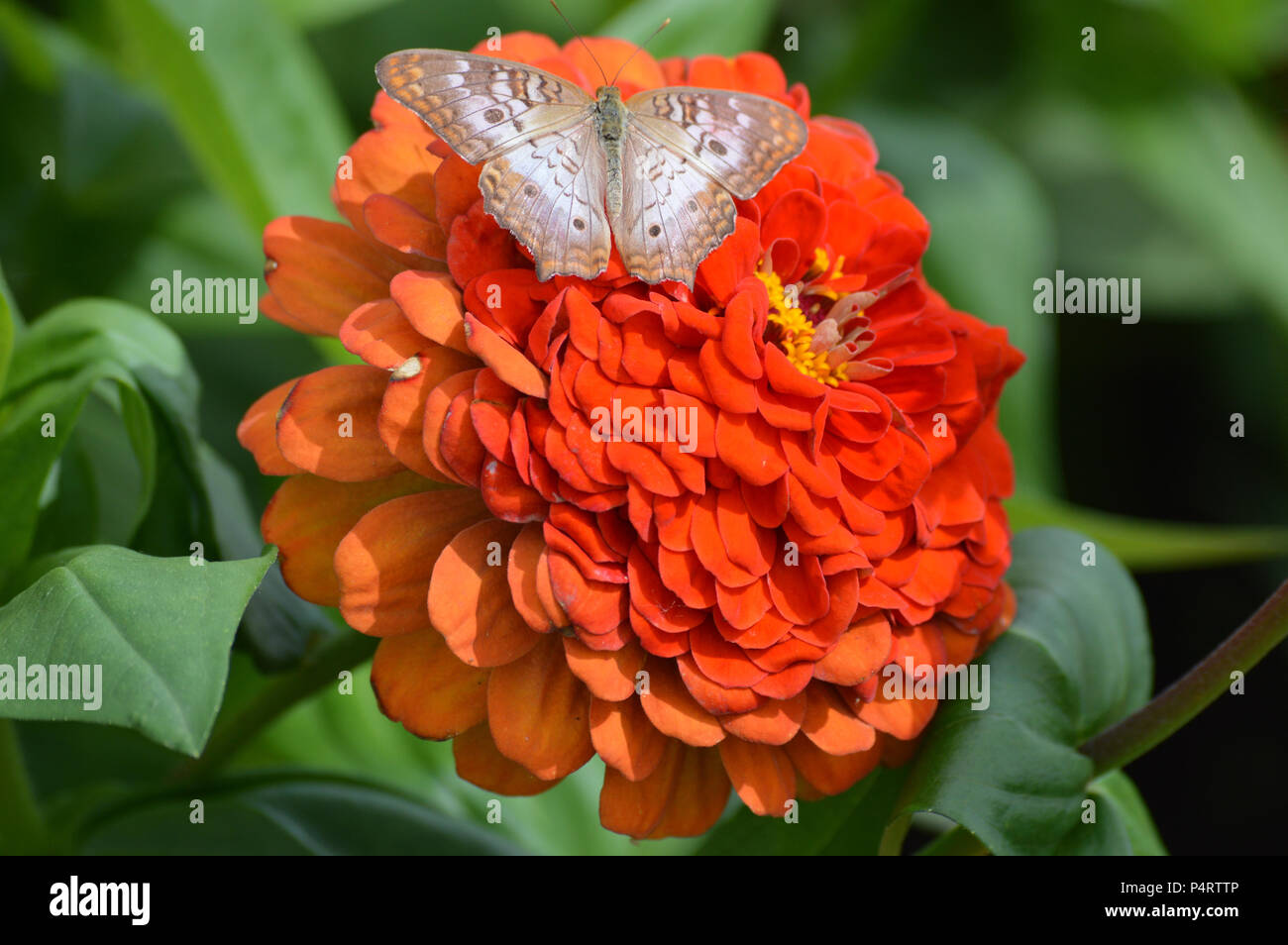 Butterfly in the garden Stock Photo - Alamy