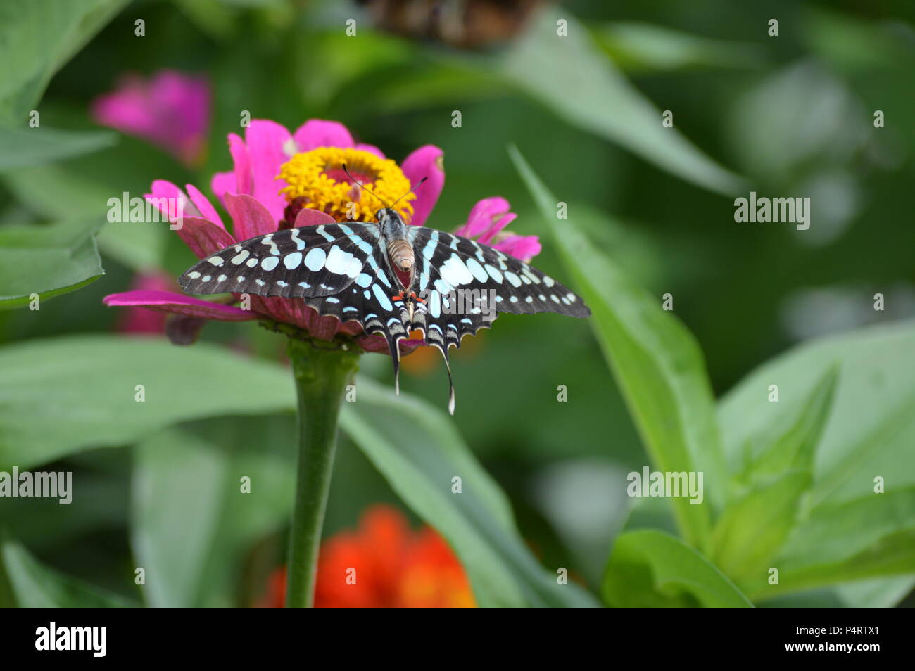 Butterfly in the garden Stock Photo - Alamy