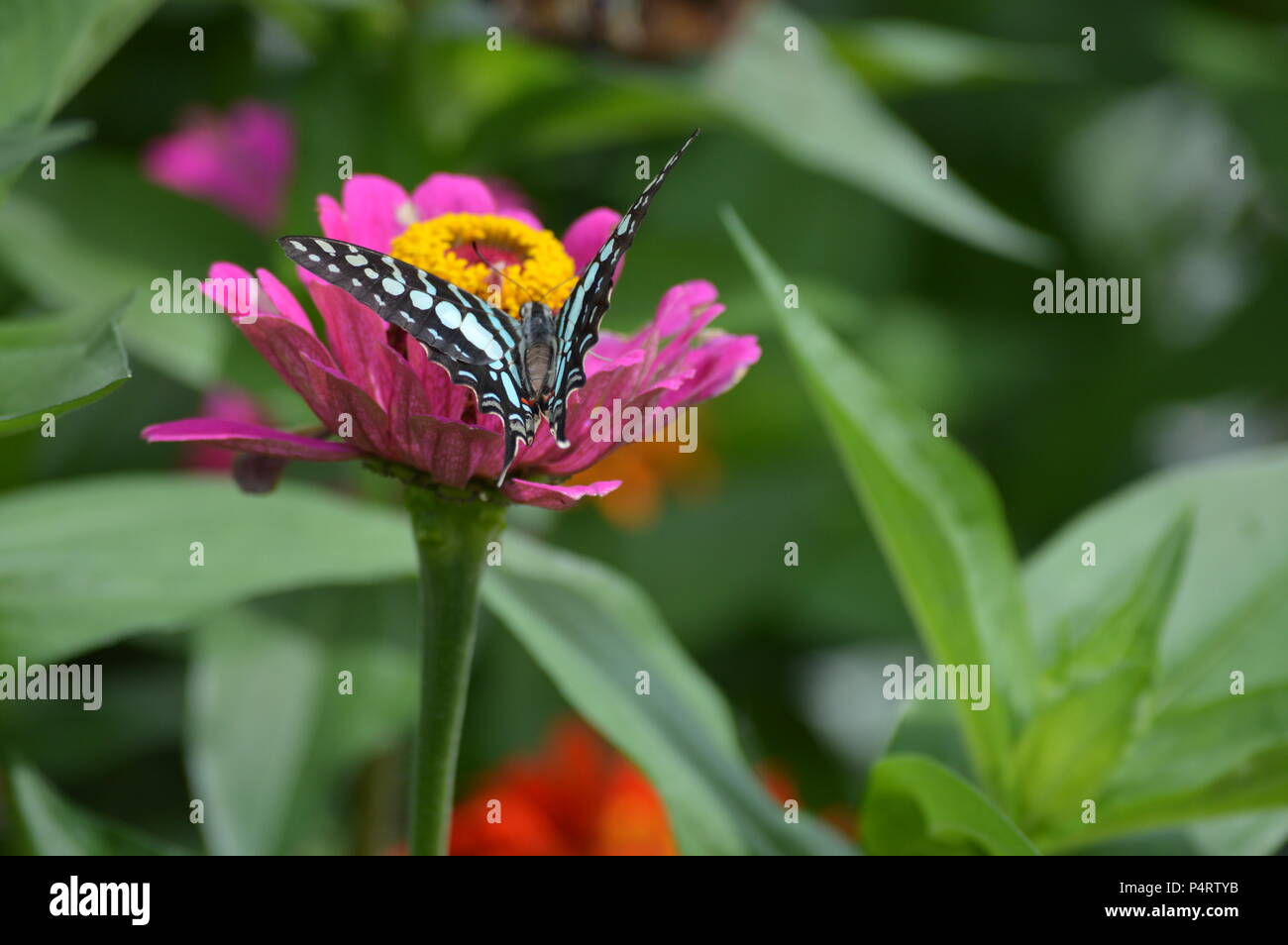 Butterfly in the garden Stock Photo - Alamy