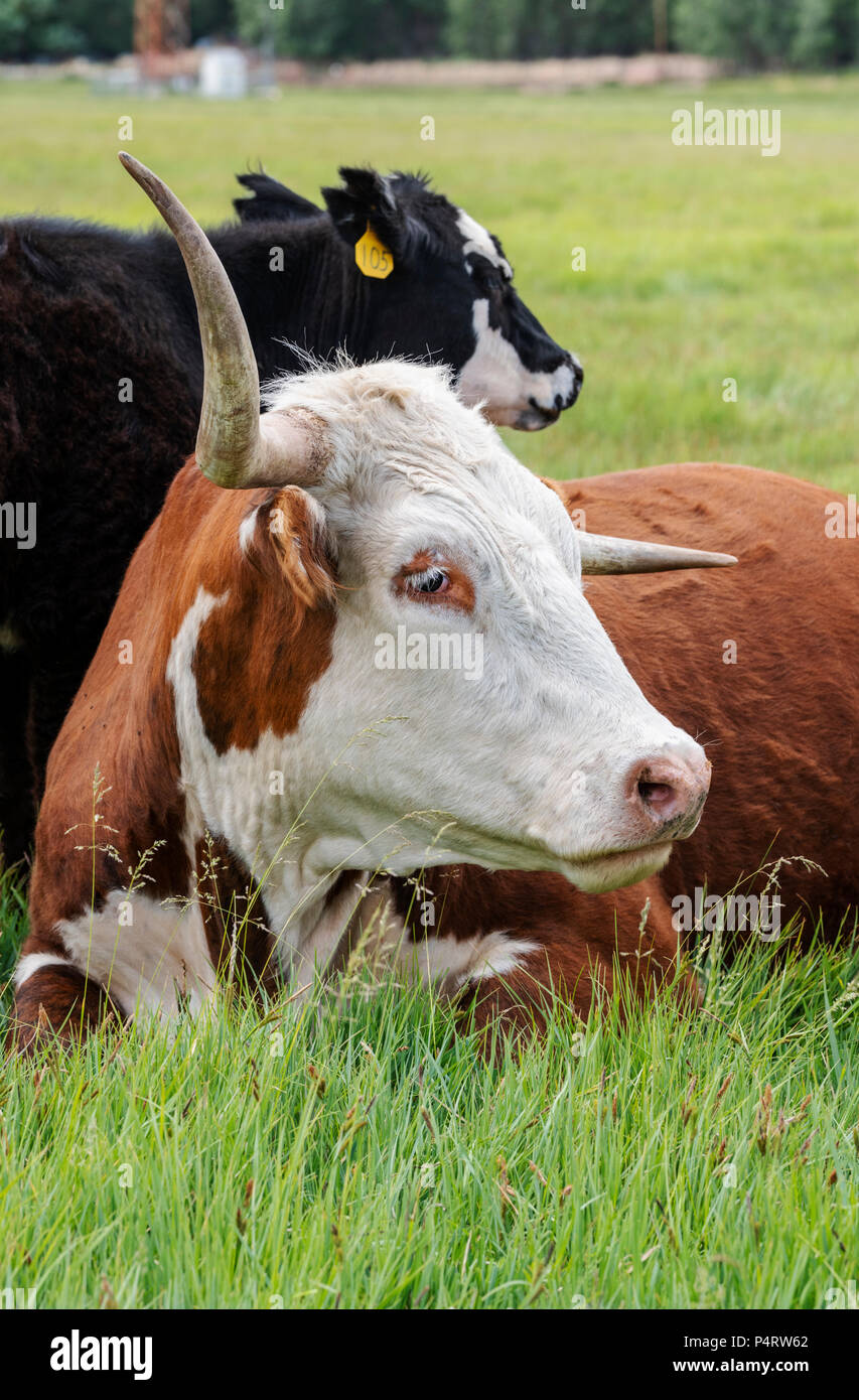 Small Beef Cattle High Resolution Stock Photography and Images - Alamy