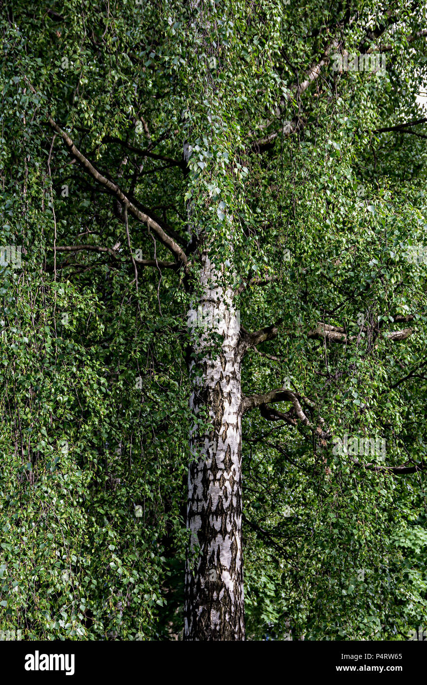 Crown of the tree hi-res stock photography and images - Alamy