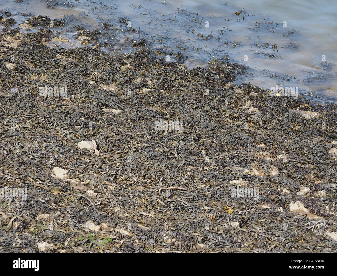 Algae floating on water surface in a pond Stock Photo - Alamy