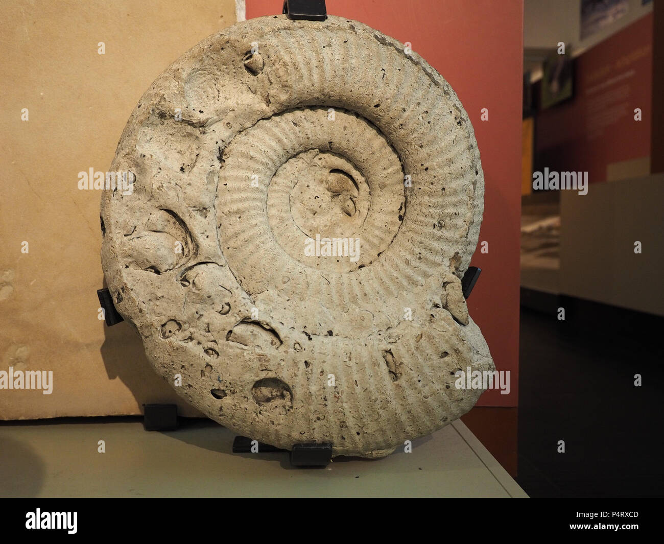 BELFAST, UK - CIRCA JUNE 2018: Portland ammonite natural cast of the ...