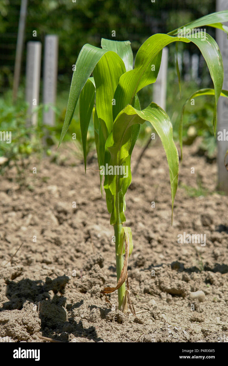 Tomato seed sprouting hi-res stock photography and images - Alamy