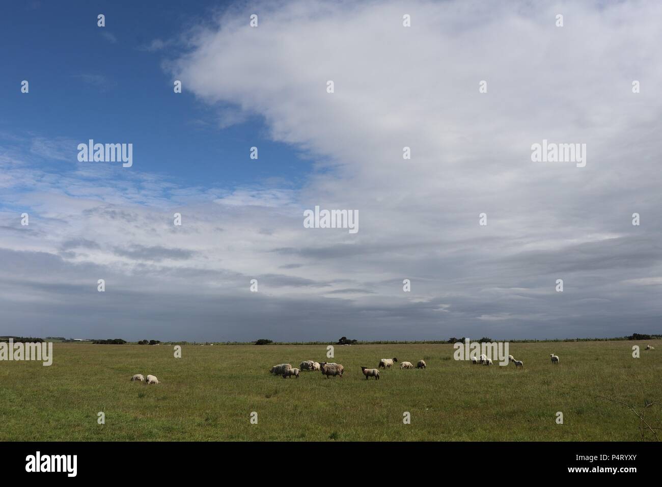 Sheep in field under cloudy sky Stock Photo - Alamy