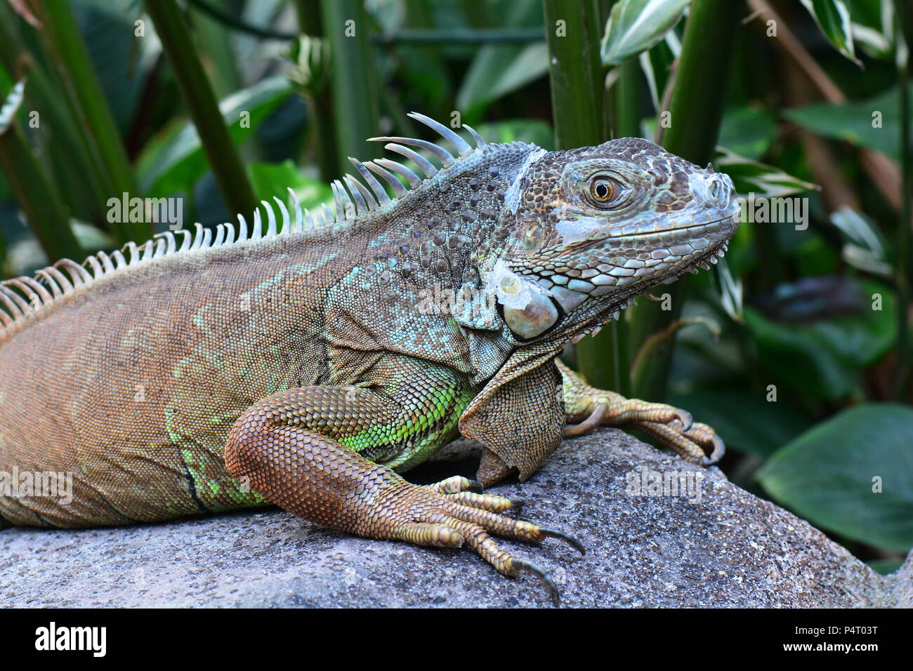 Green iguana on a turtles back Stock Photo - Alamy